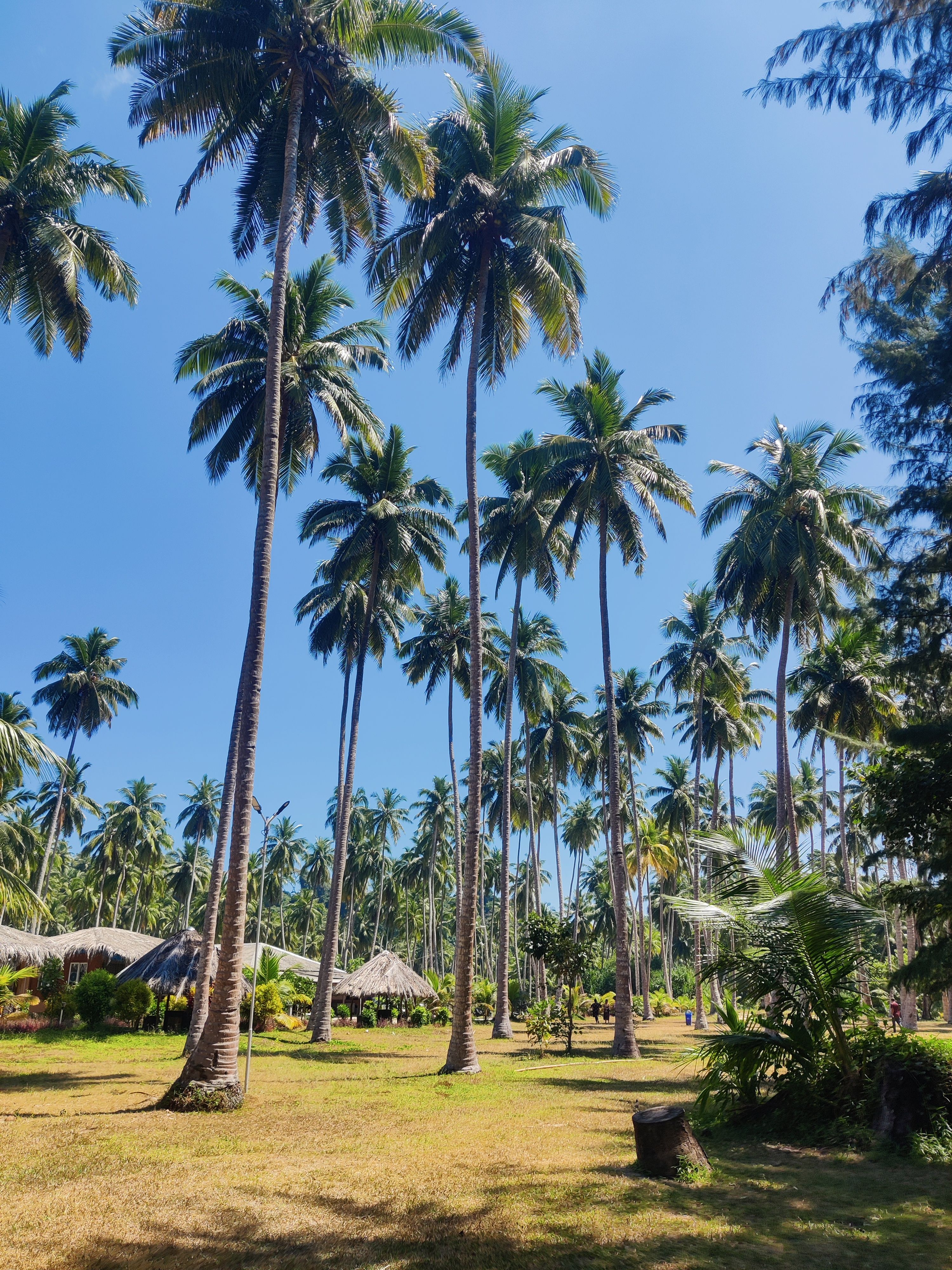 Tropical Palm Grove Landscape in Andaman · Free Stock Photo