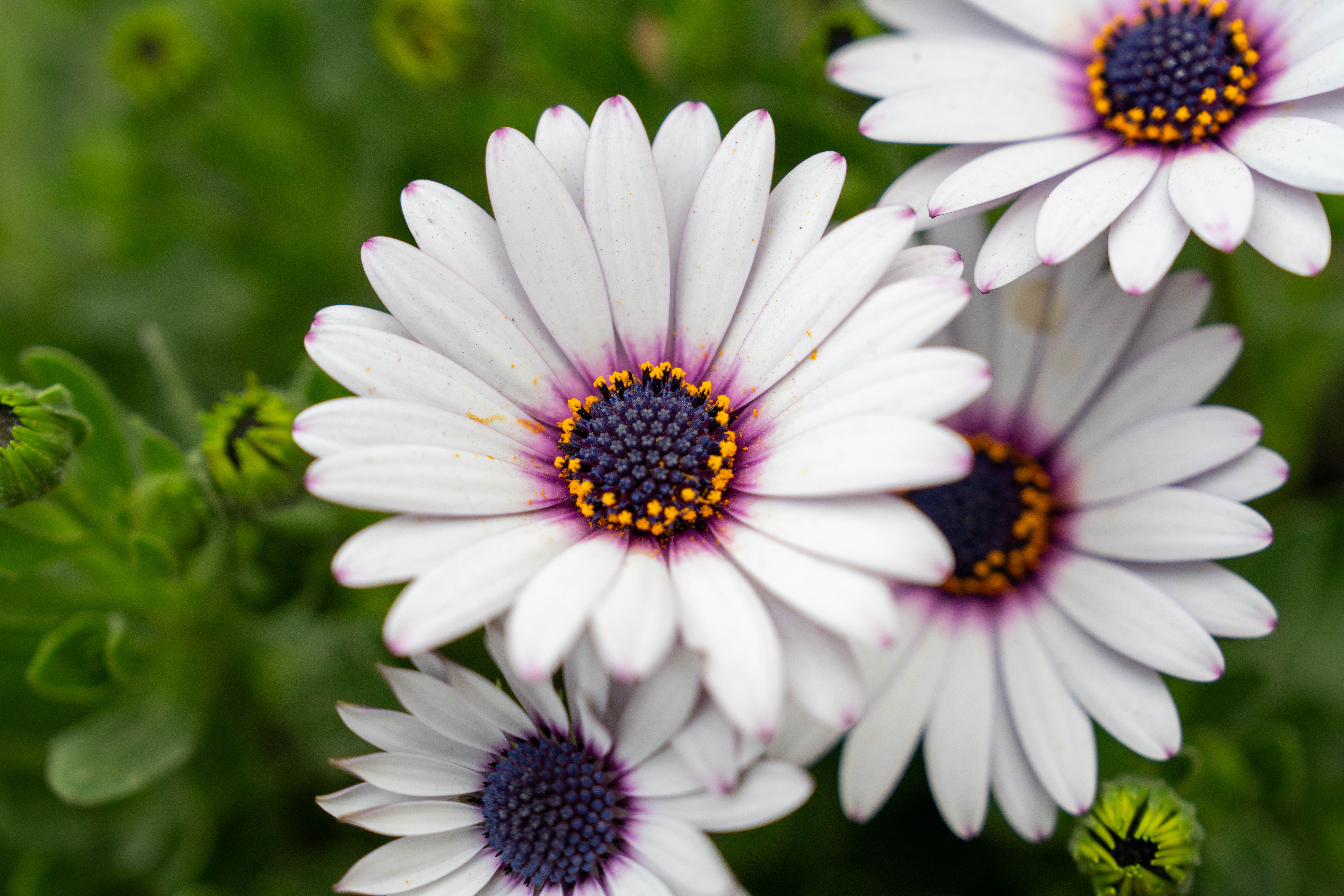 Close-Up of Vibrant African Daisies in Bloom · Free Stock Photo