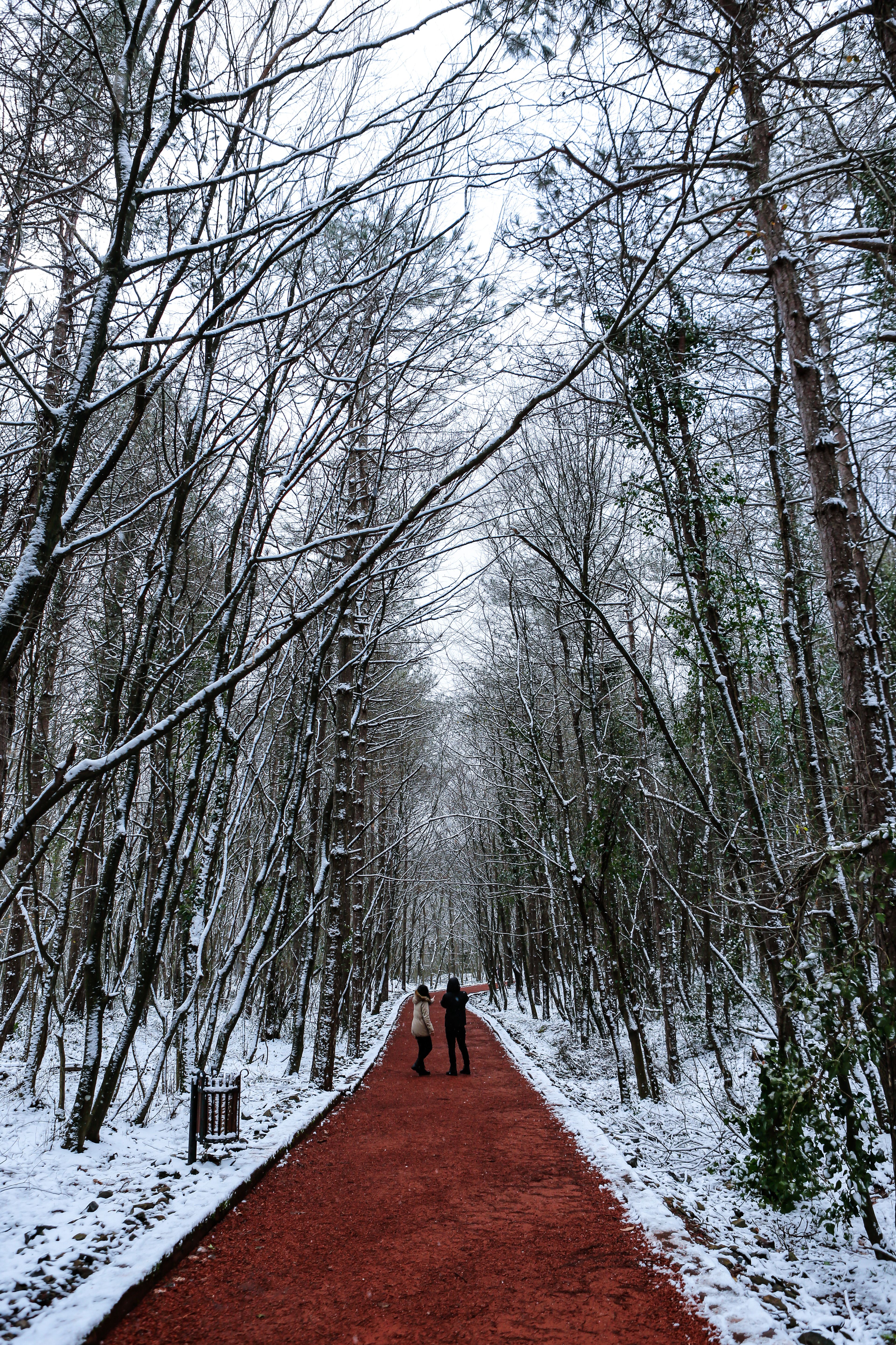 Winter Walk on Snowy Forest Pathway · Free Stock Photo