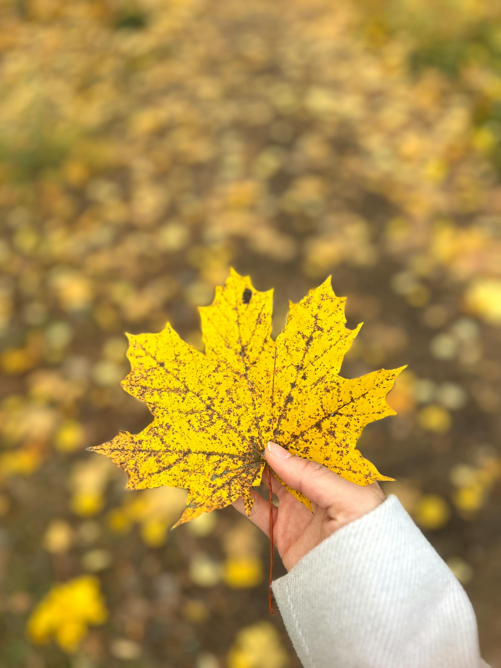 Autumn Leaf Photos, Download The BEST Free Autumn Leaf Stock Photos ...