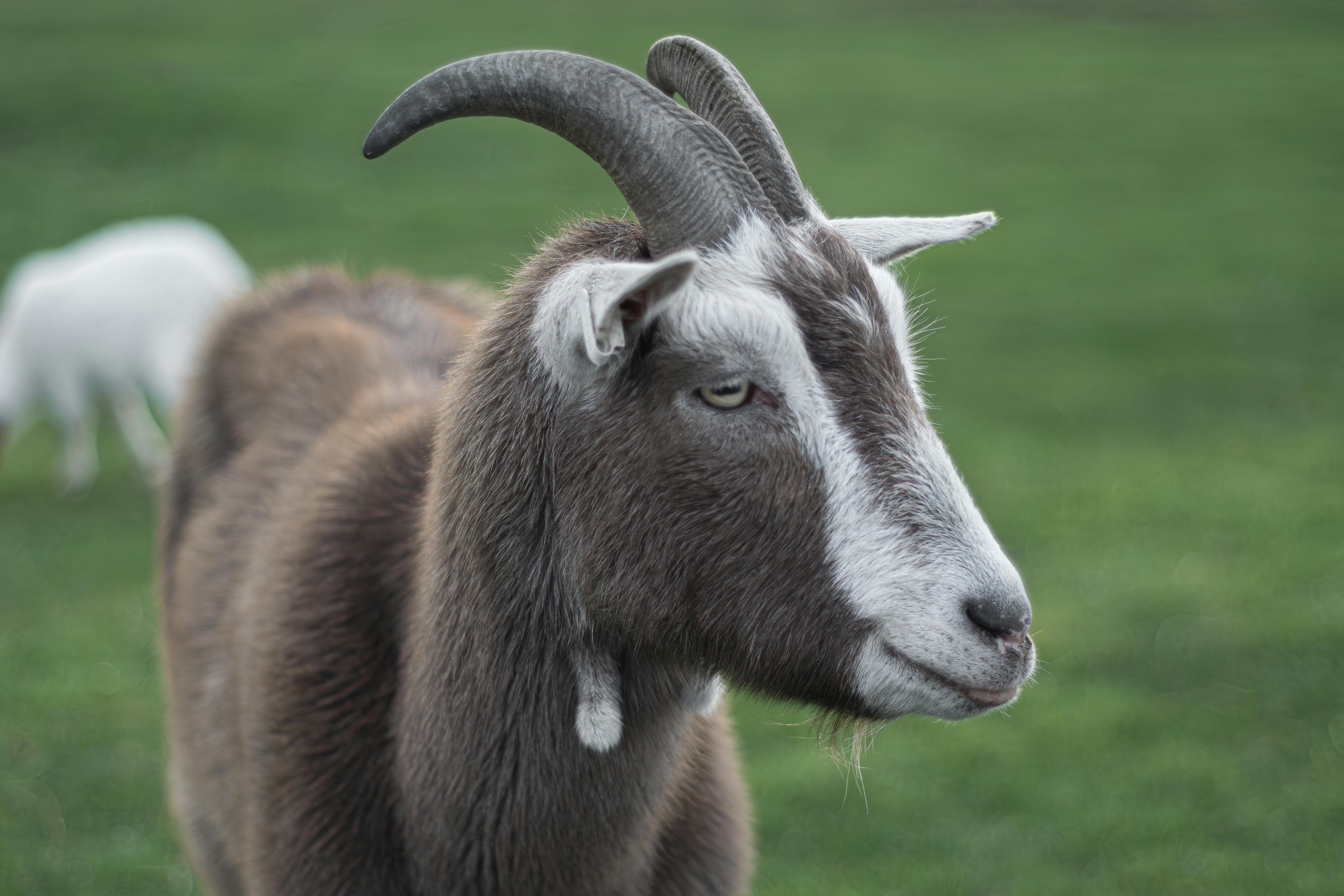 Portrait of a Goat Grazing Outdoors · Free Stock Photo