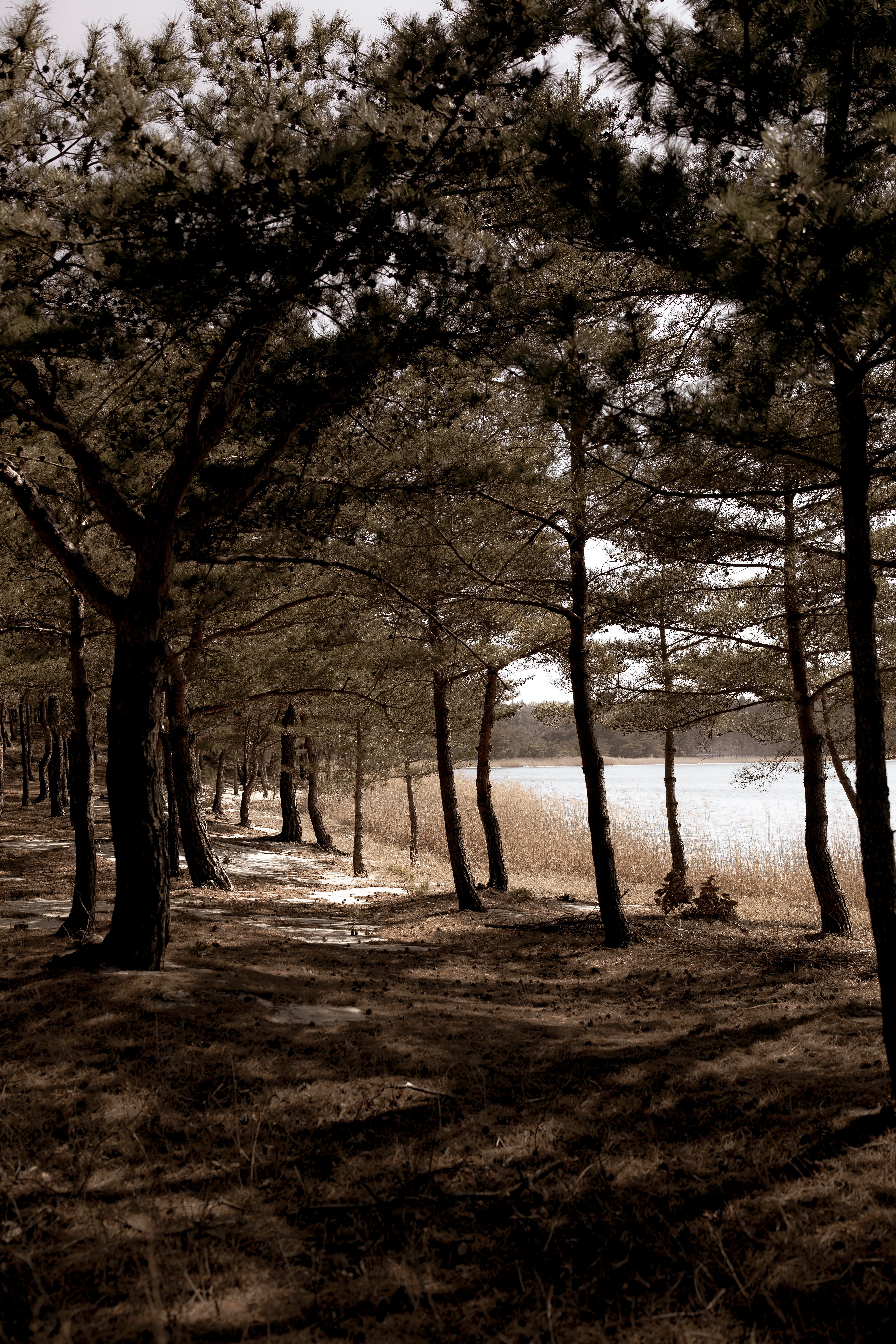 Grayscale Photo of Trees in the Forest · Free Stock Photo