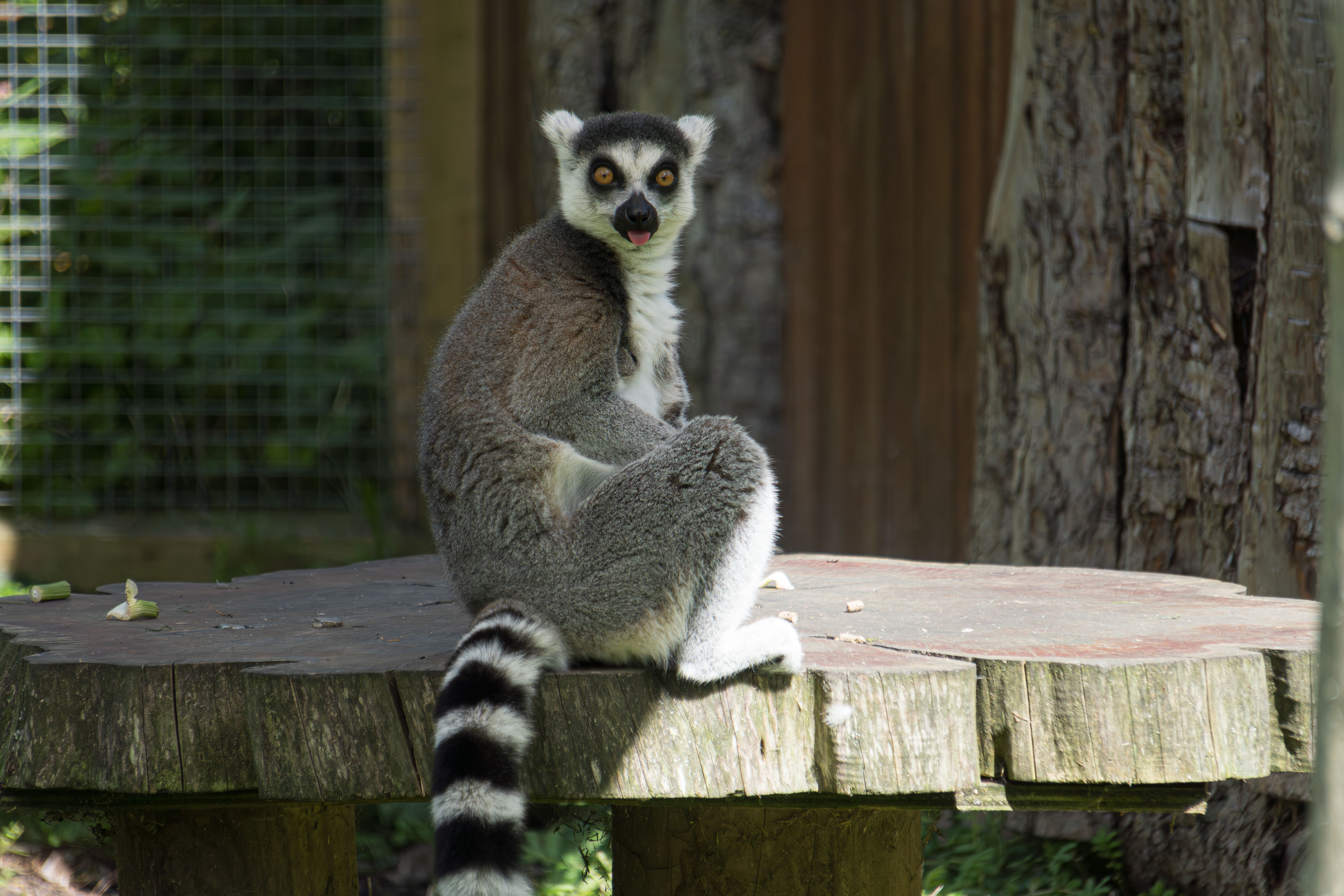 Ring-Tailed Lemur Resting on Wooden Platform Outdoors · Free Stock Photo