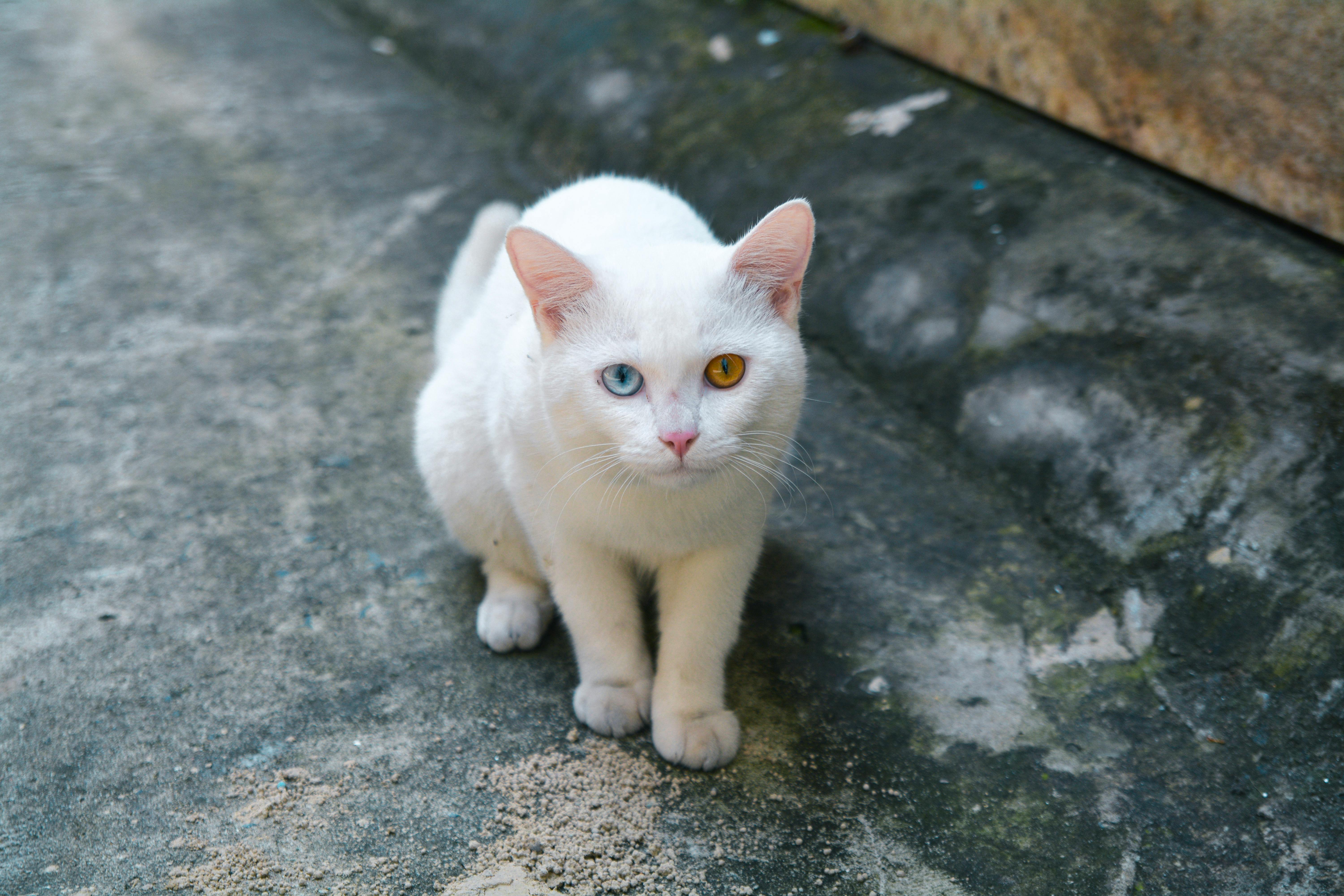 Stunning White Cat with Heterochromia Outdoors · Free Stock Photo