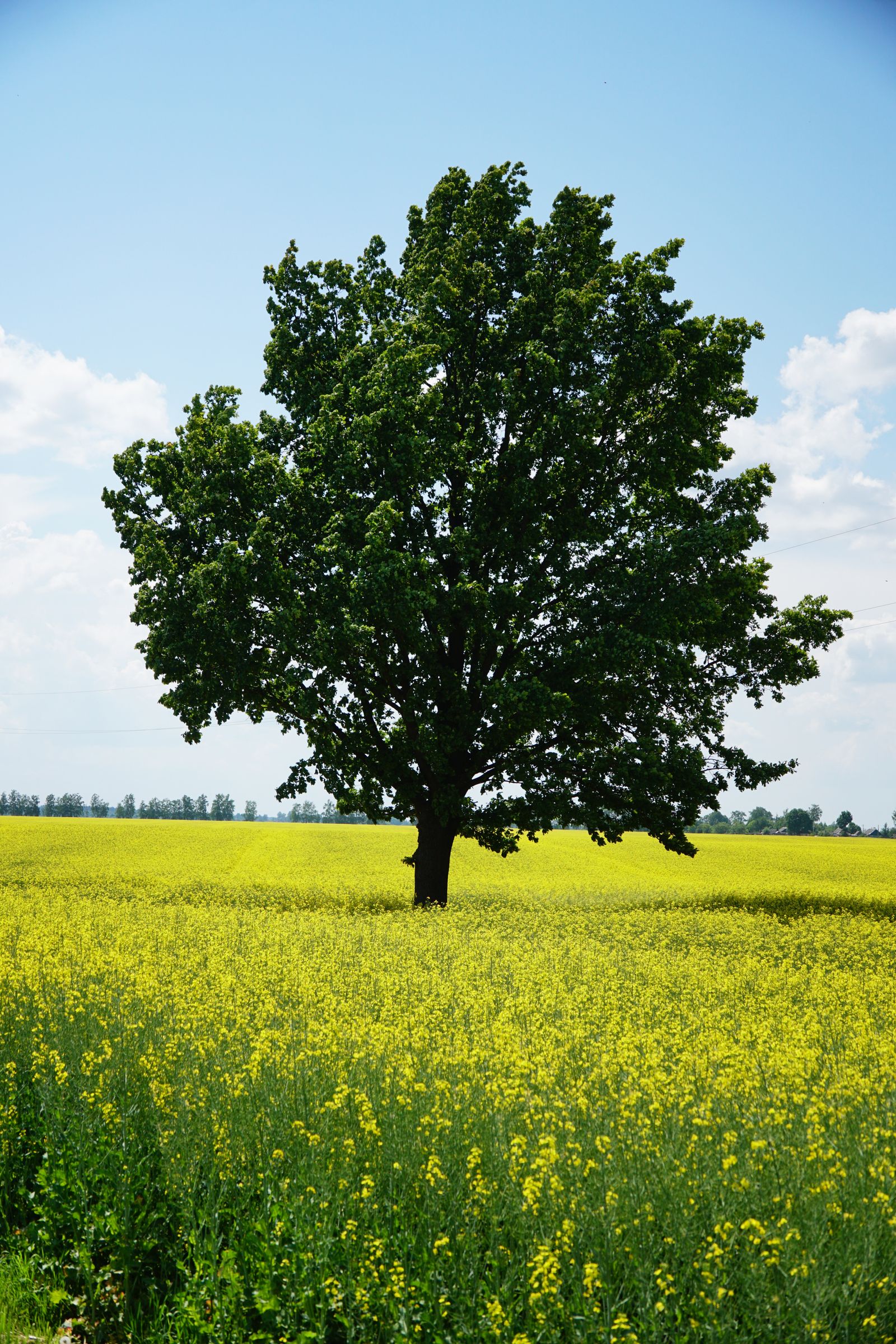 Mustard Tree Photos, Download The BEST Free Mustard Tree Stock Photos ...