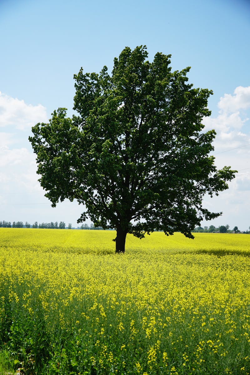 Mustard Tree Photos, Download The BEST Free Mustard Tree Stock Photos ...