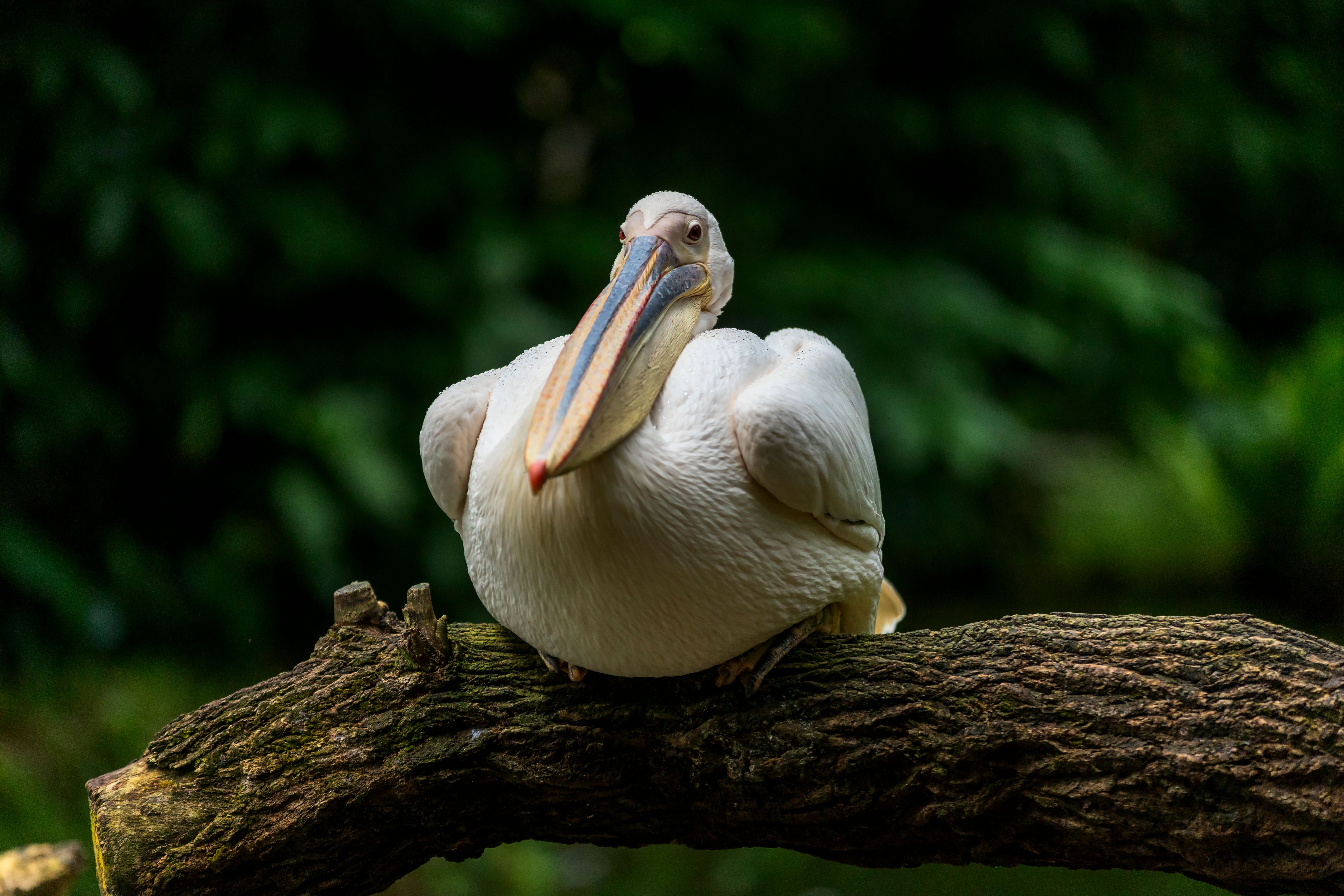 White Pelican Resting on Tree Branch in Nature · Free Stock Photo