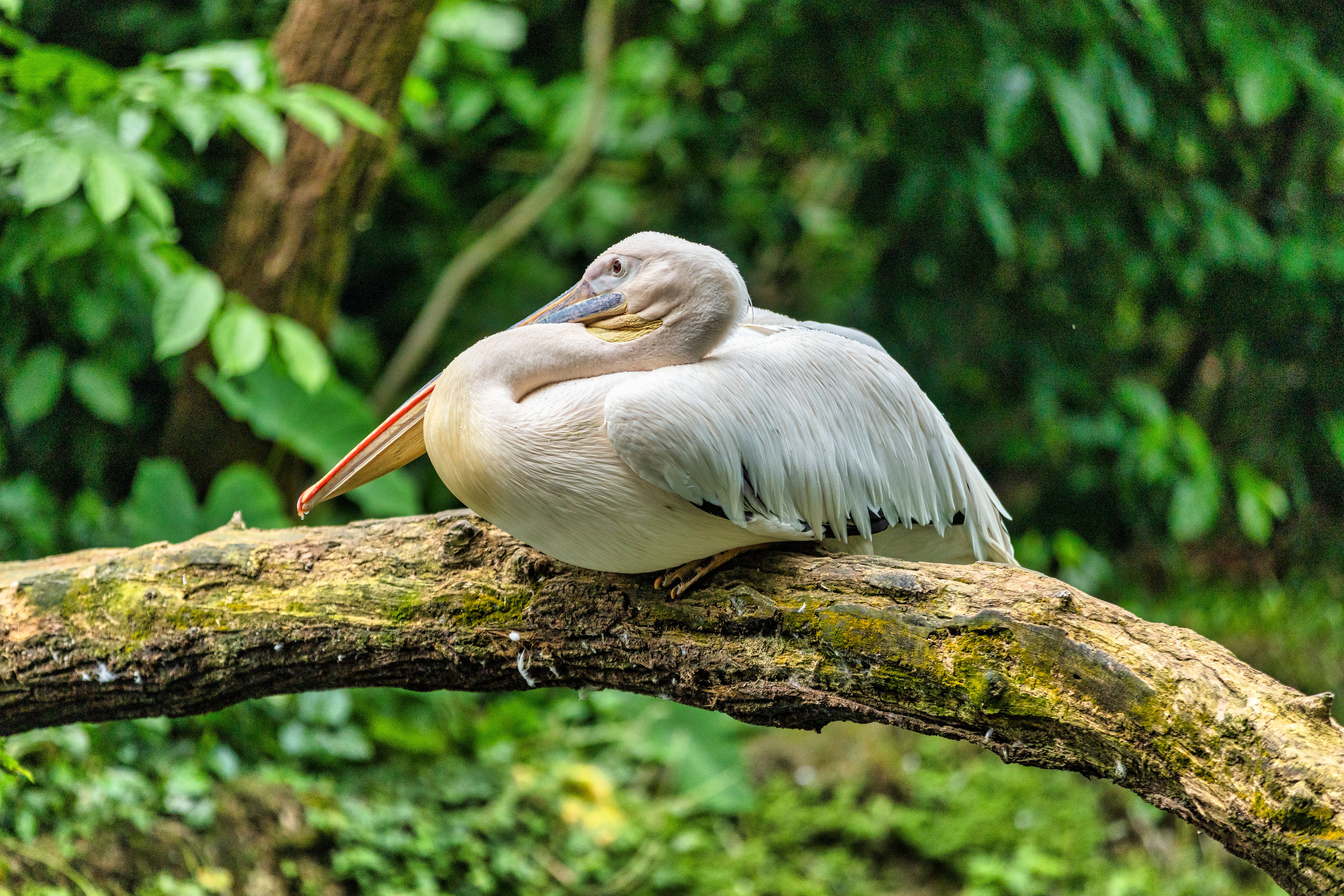 Peaceful Pelican Resting on a Tree Branch · Free Stock Photo