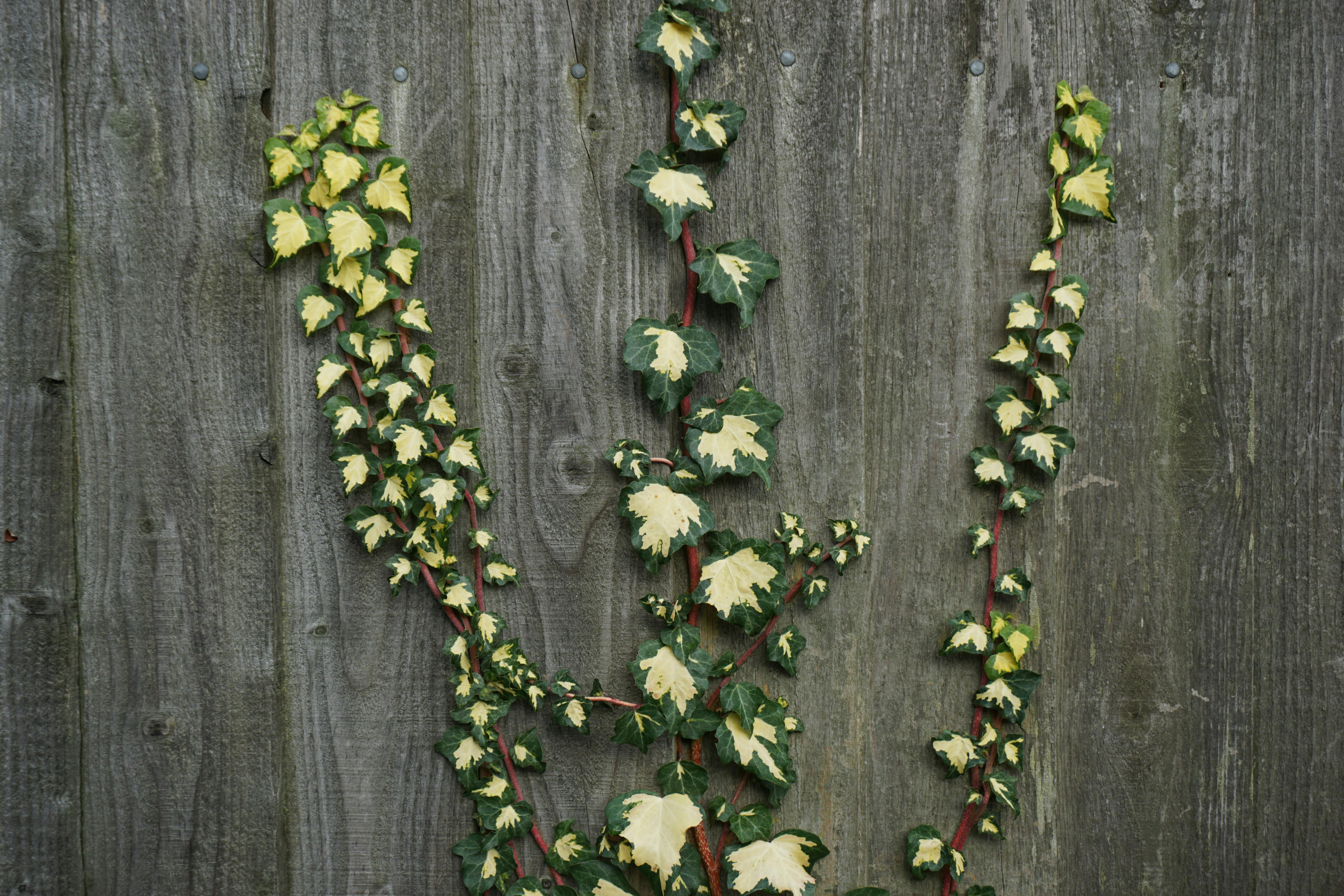 Variegated Ivy Climbing Wooden Fence · Free Stock Photo