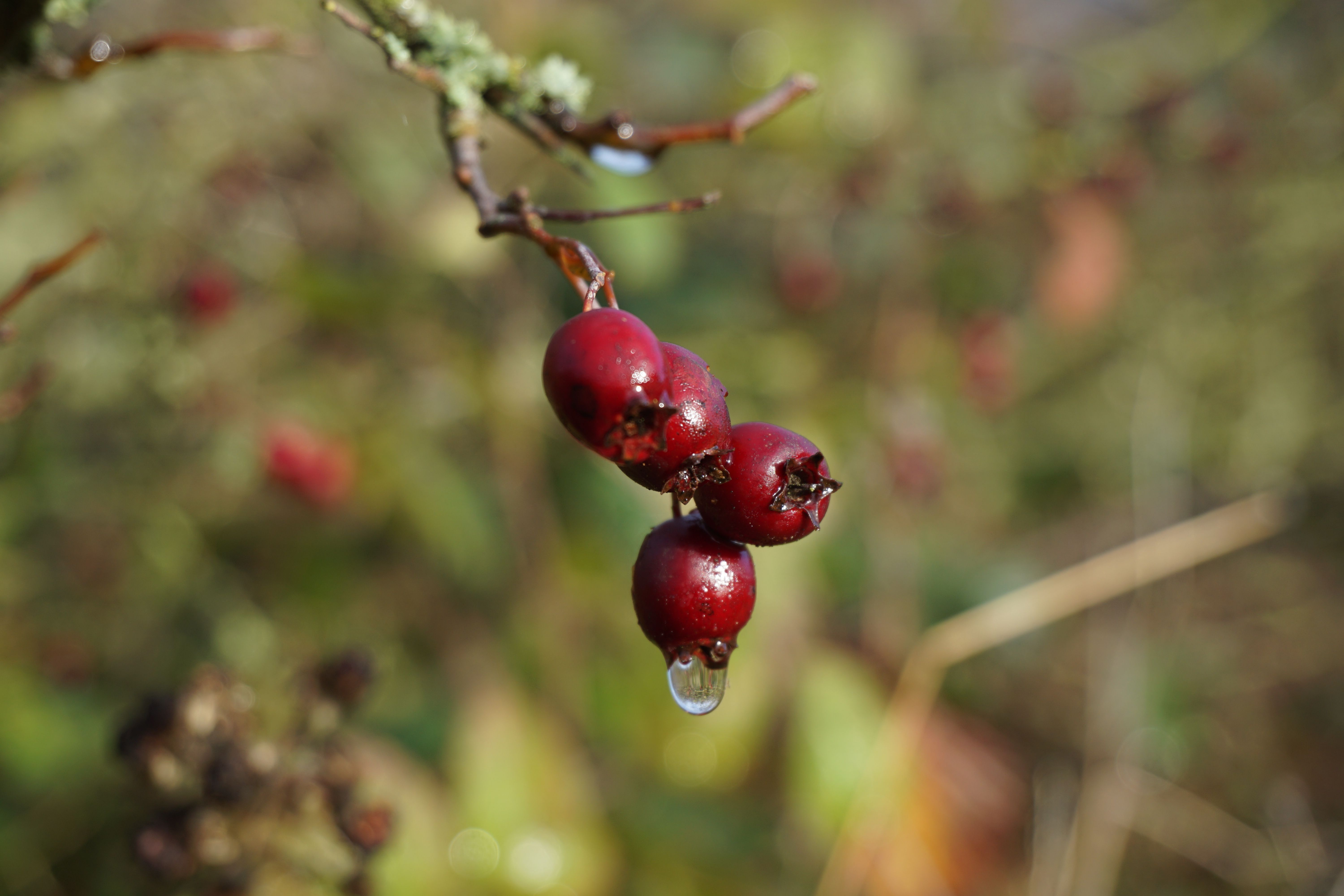 Macro Shot of Dew on Red Berries in Morning Light · Free Stock Photo