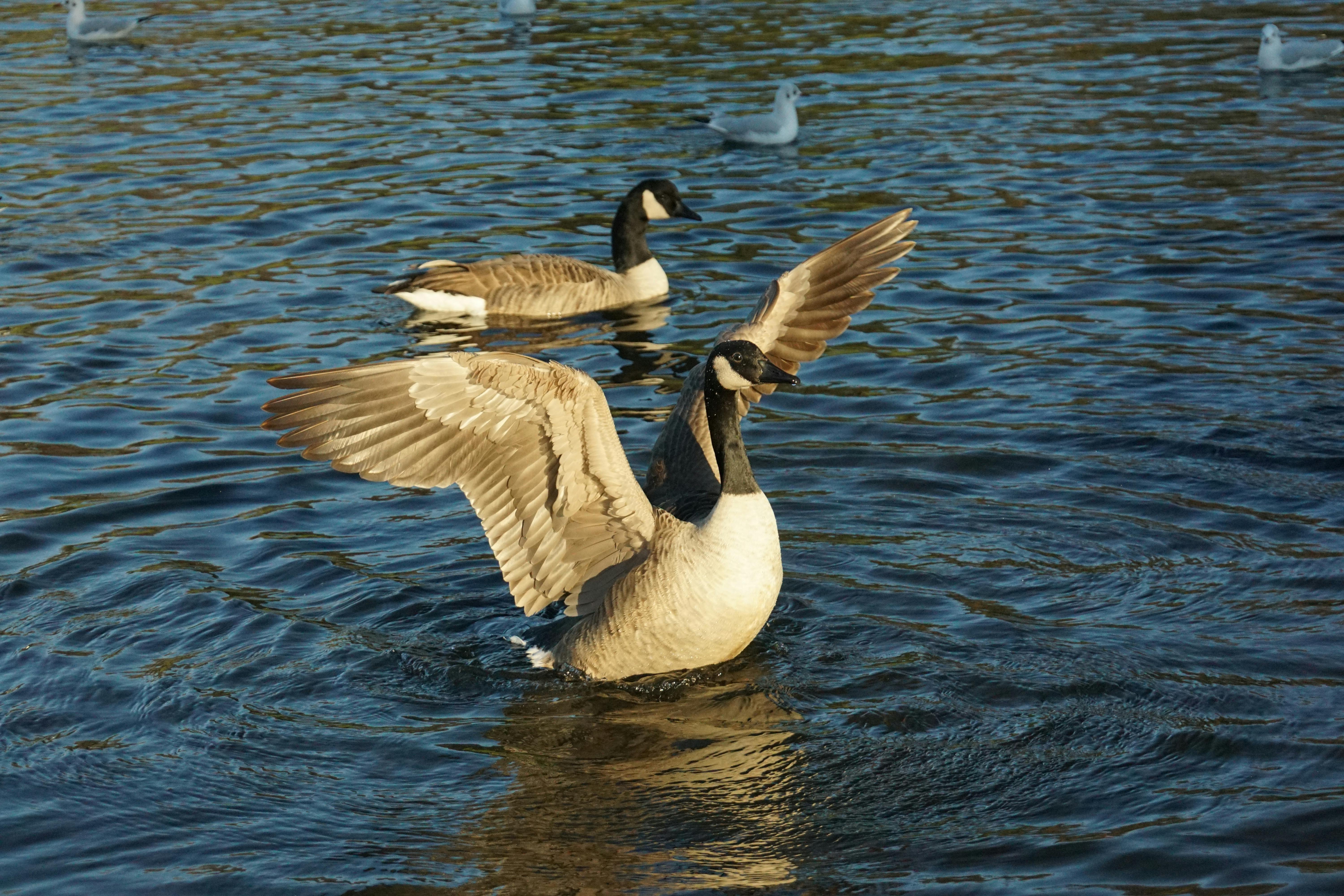 Portrait Of Geese Photos, Download The BEST Free Portrait Of Geese ...