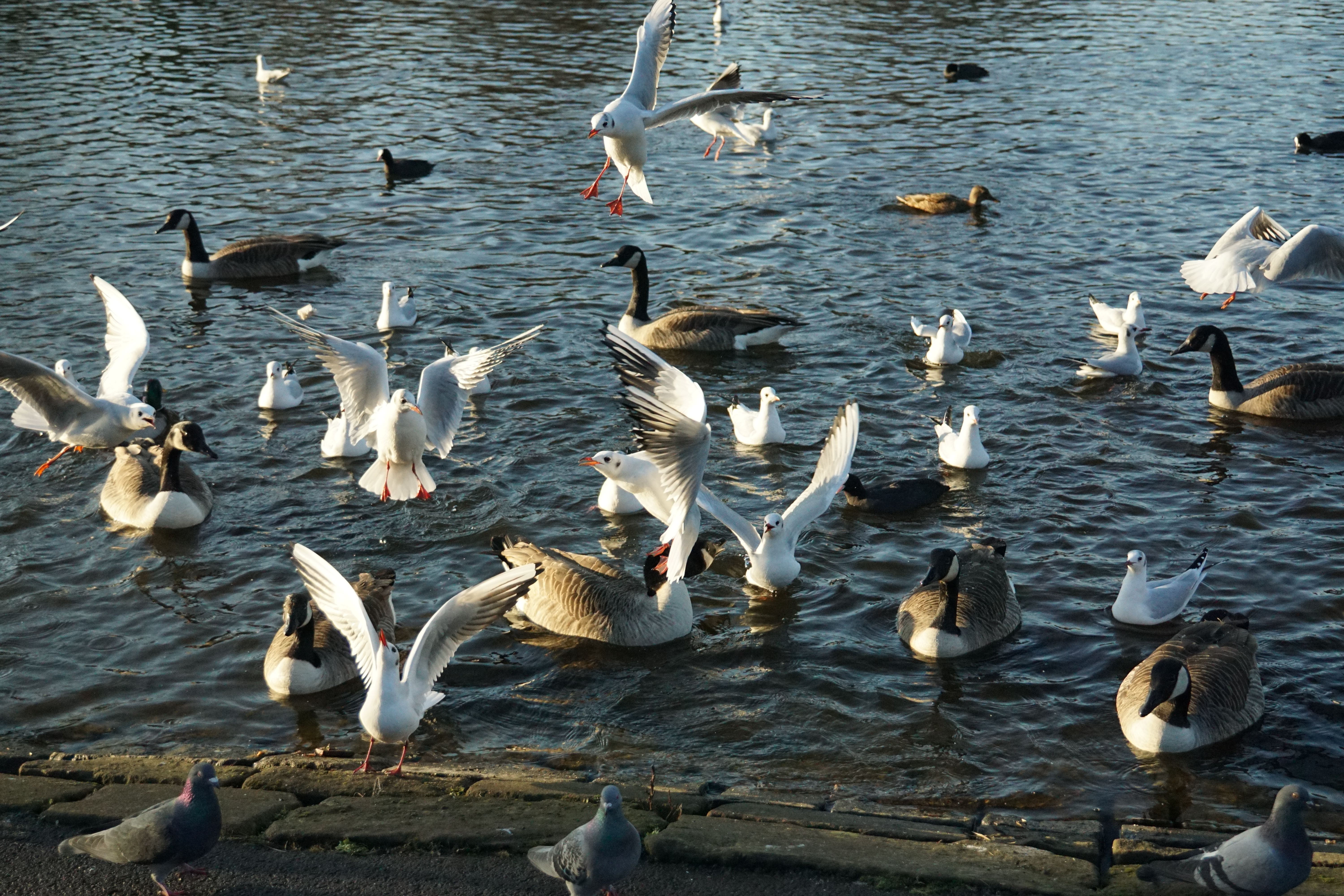Flock of Birds Gathering by a Serene Lake · Free Stock Photo