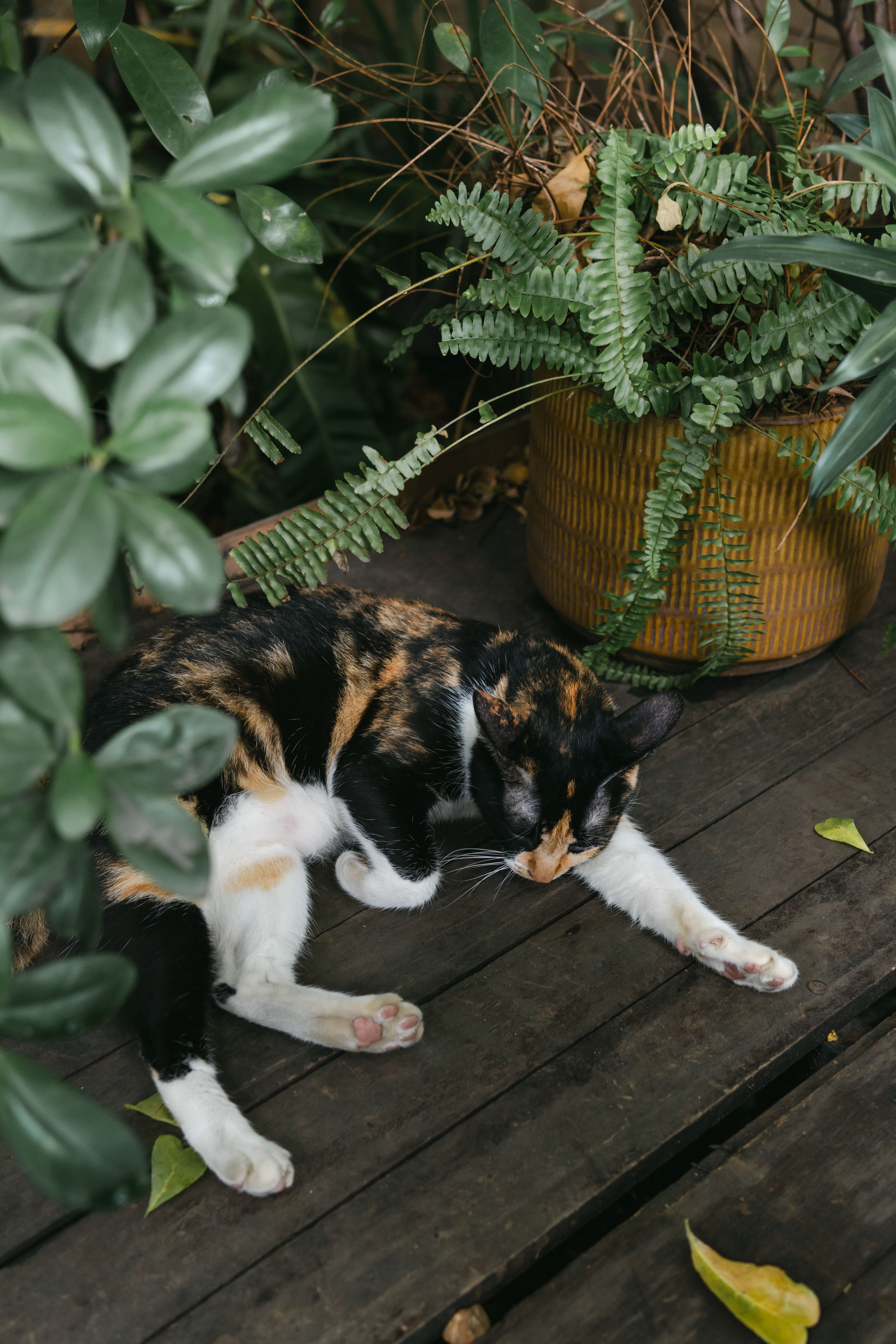 Calico Cat Relaxing Among Lush Greenery · Free Stock Photo