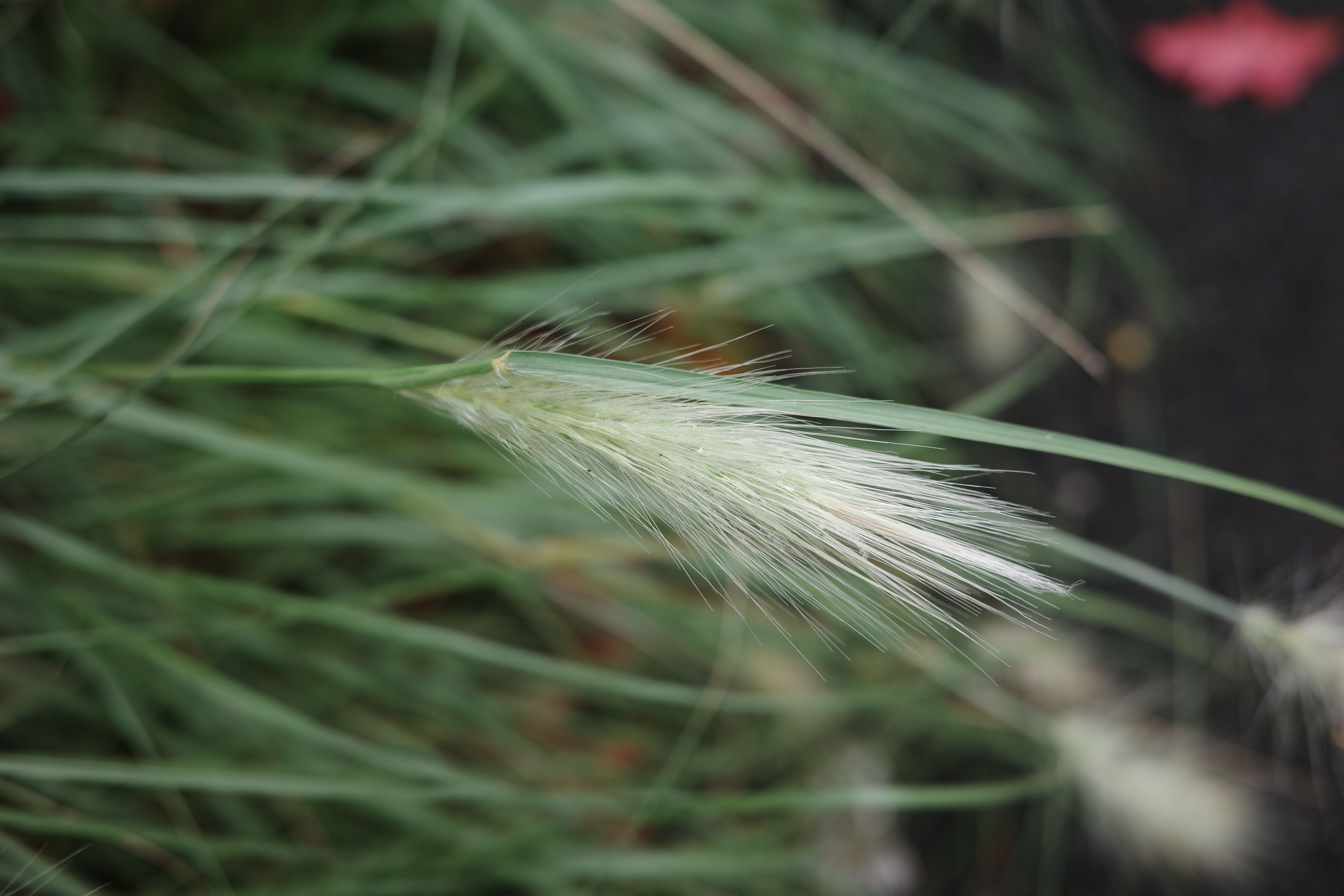 Close-up of Ornamental Grass in Nature · Free Stock Photo