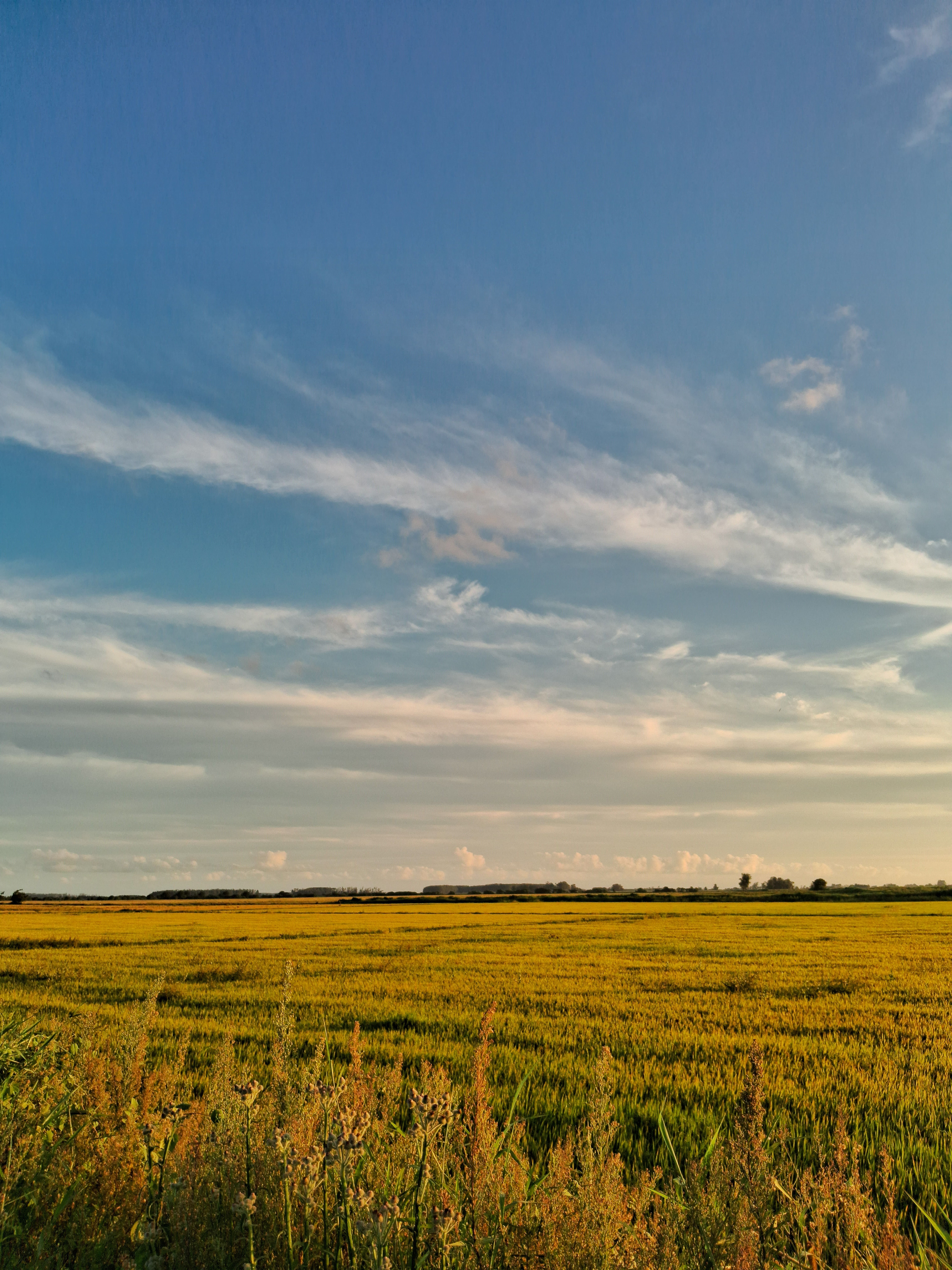 Vast Golden Field Under Blue Sky · Free Stock Photo
