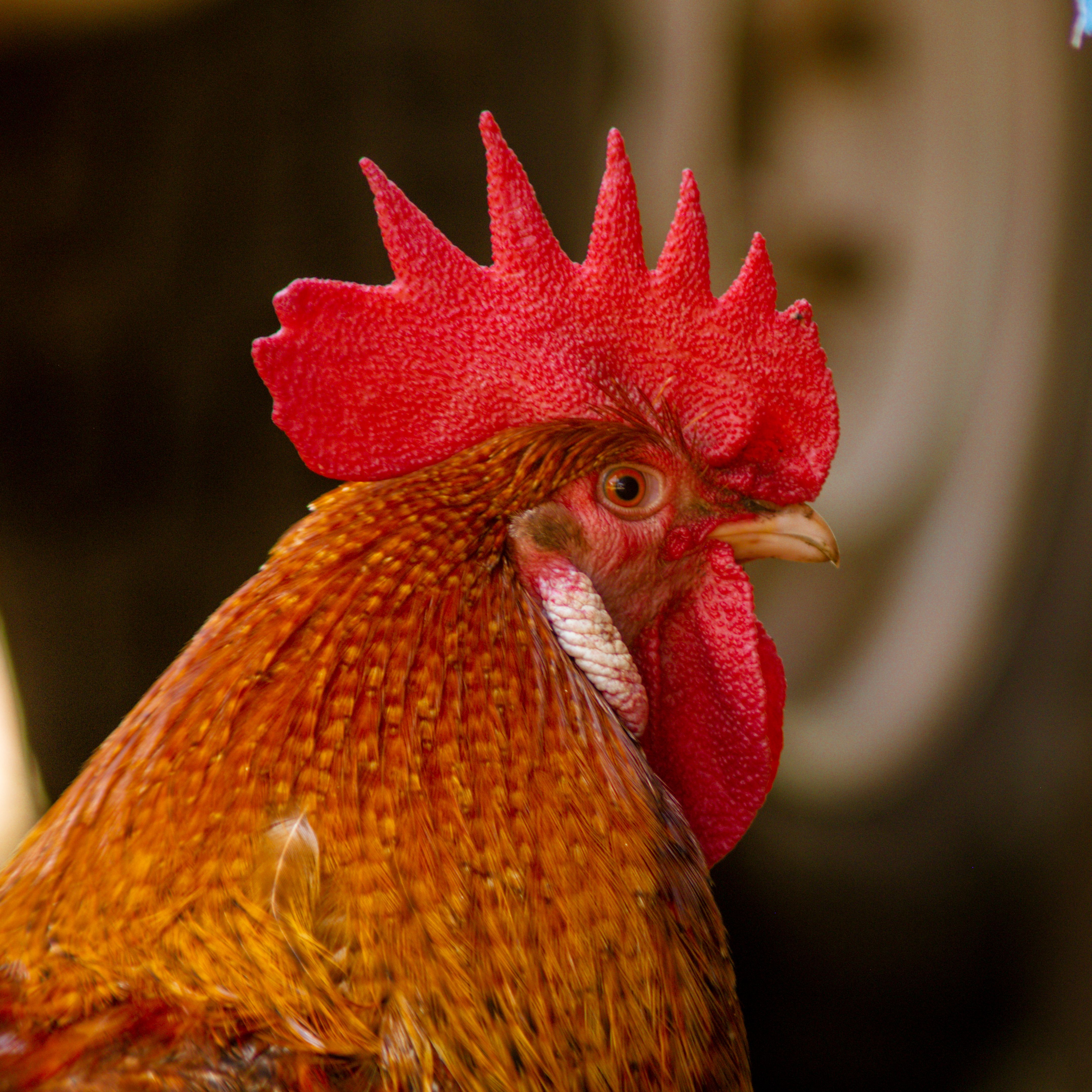 Close Up De Um Galo Vermelho De Rhode Island Em Harare · Foto ...