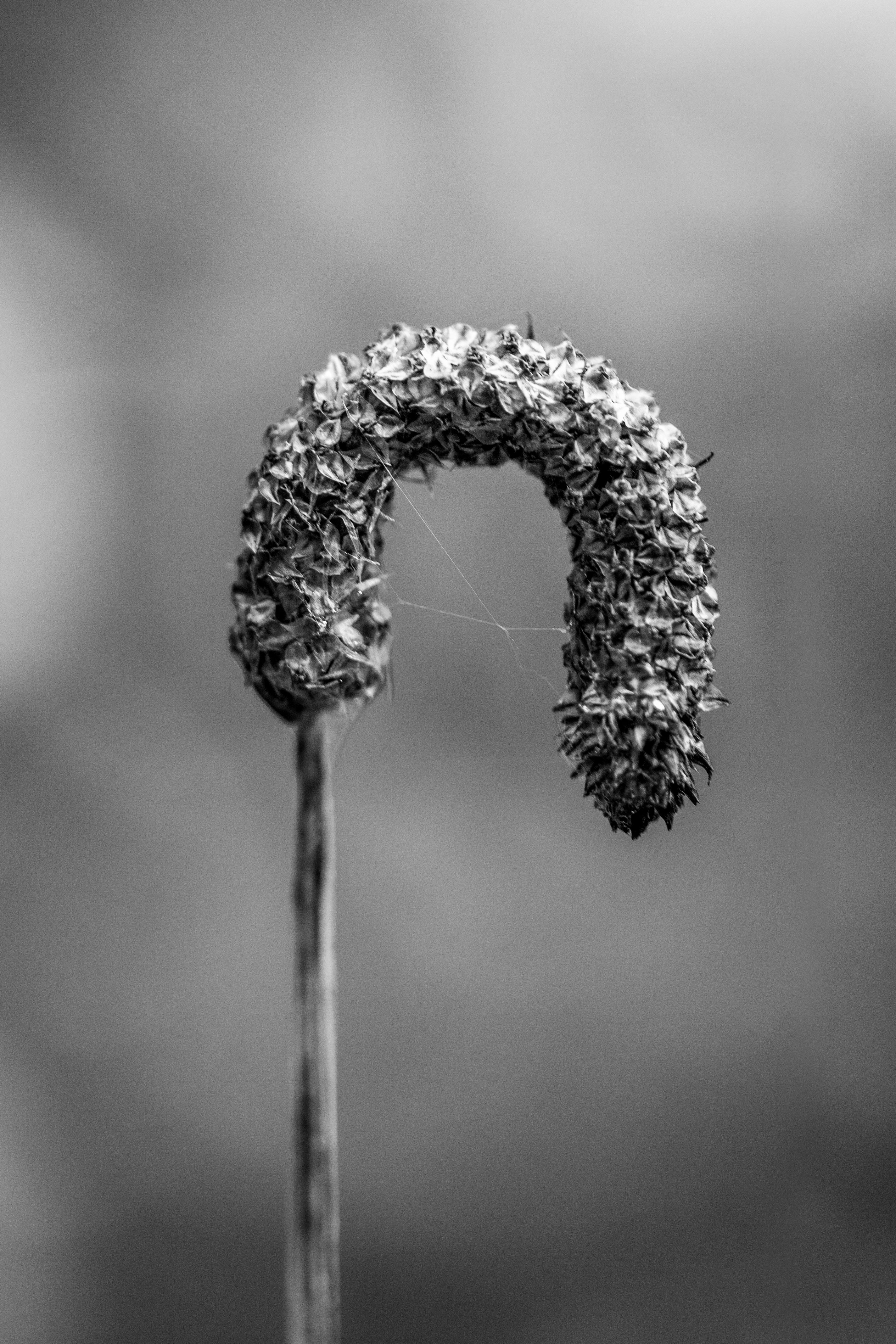 Monochrome Macro of Curved Wild Plant · Free Stock Photo