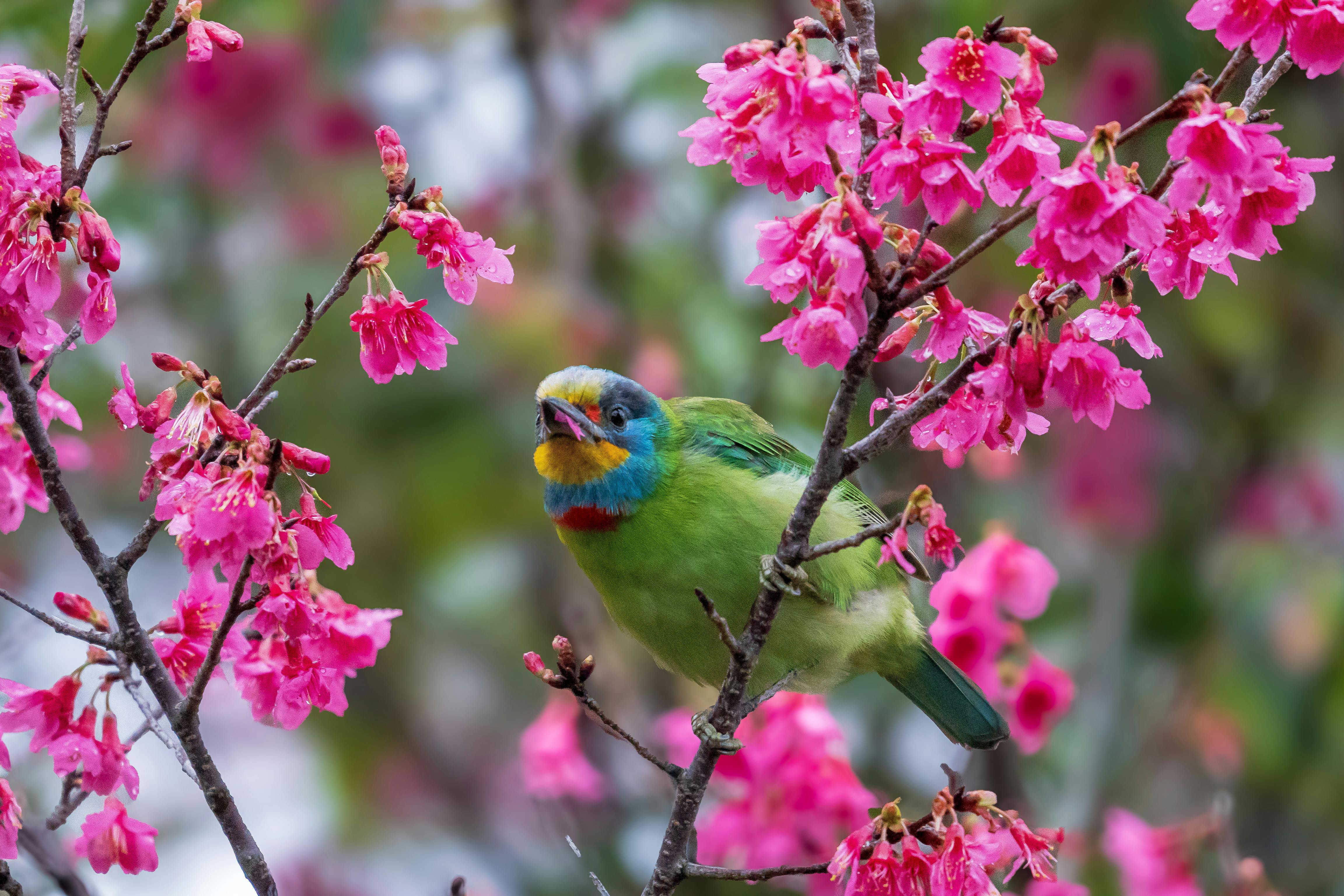 Landscape Pictures Of Colourful Birds Of Spring Season Photos, Download ...