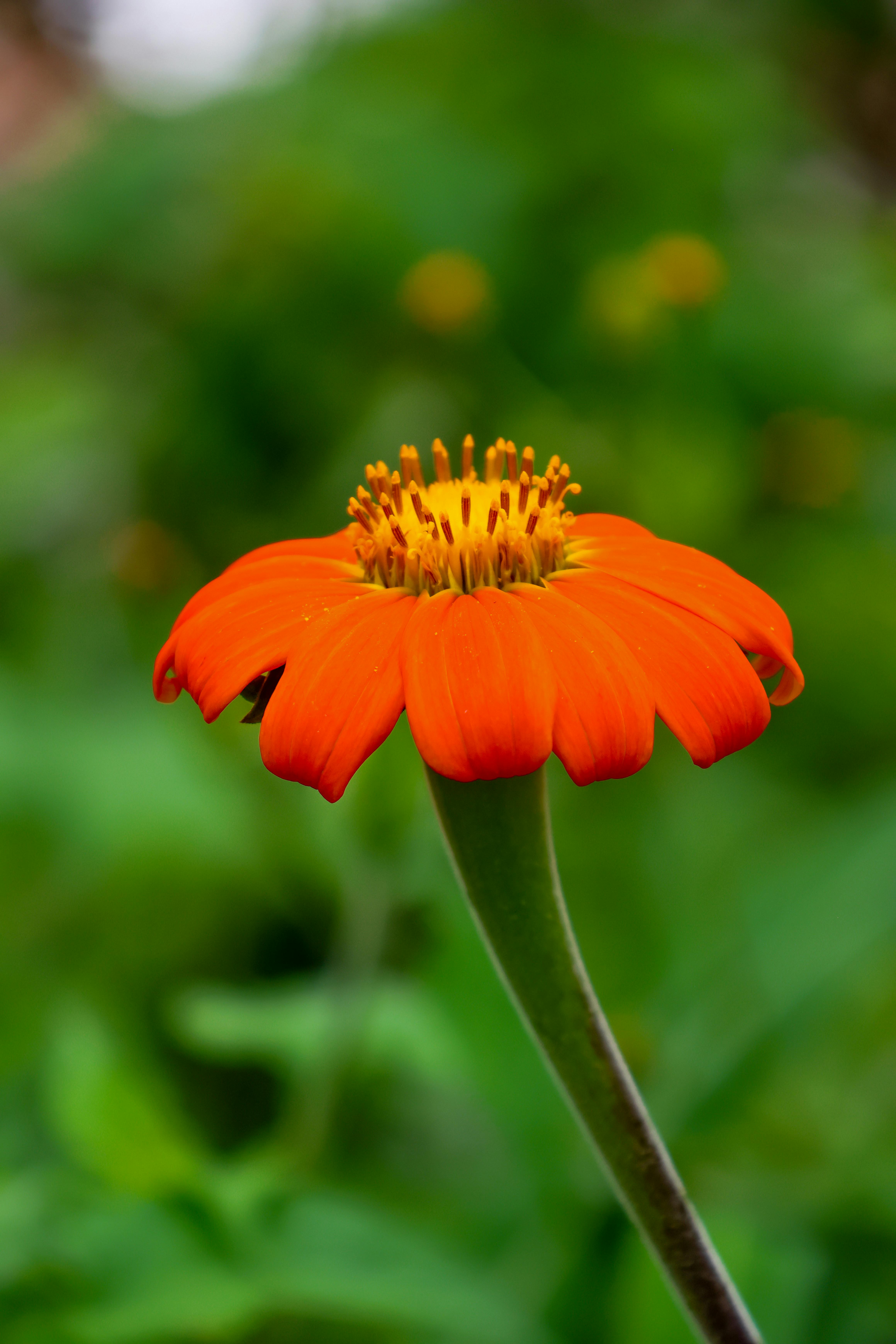 Sunflower Tribe Photos, Download The BEST Free Sunflower Tribe Stock ...