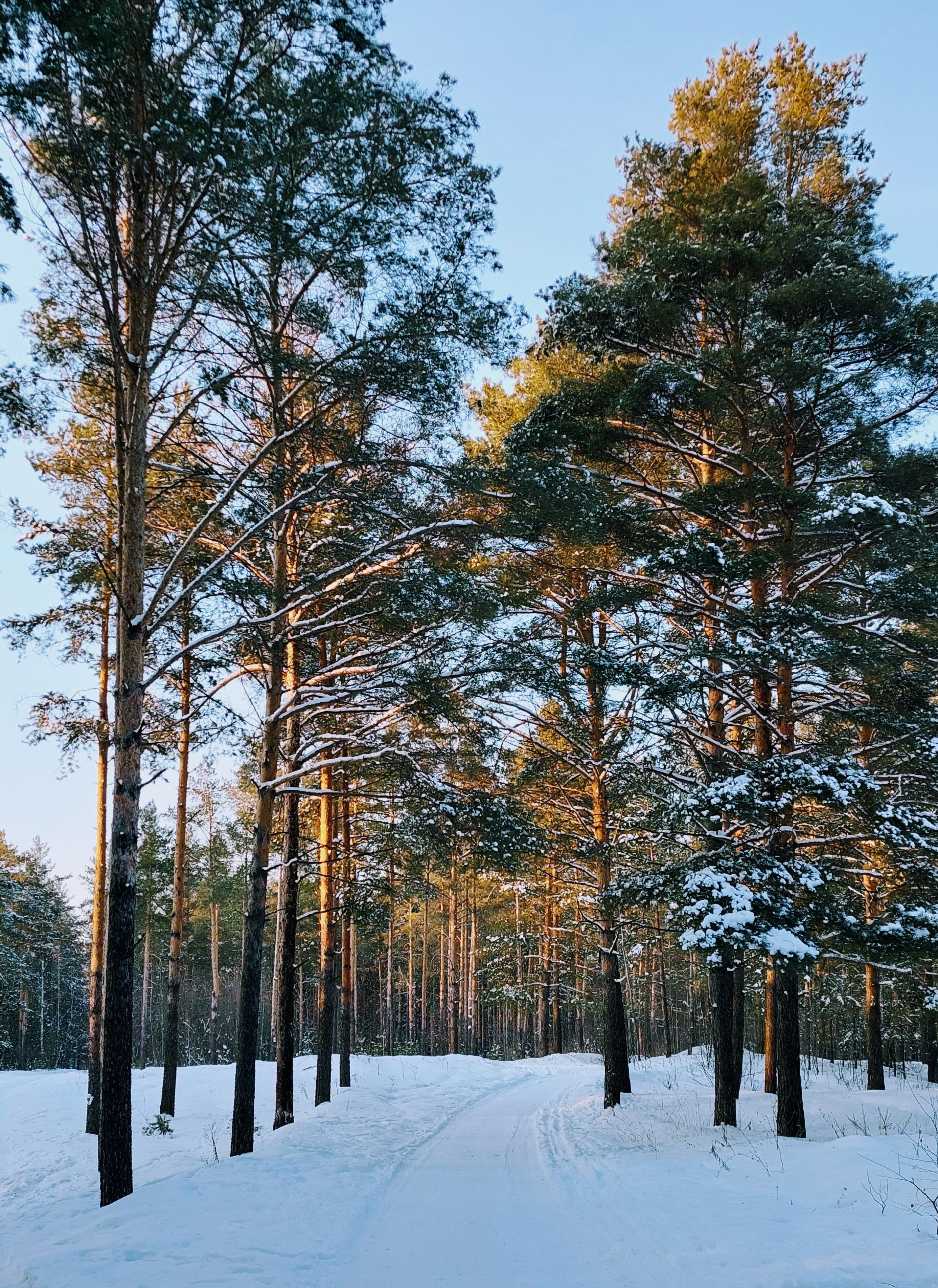 Winter Path Through Snowy Pine Forest · Free Stock Photo
