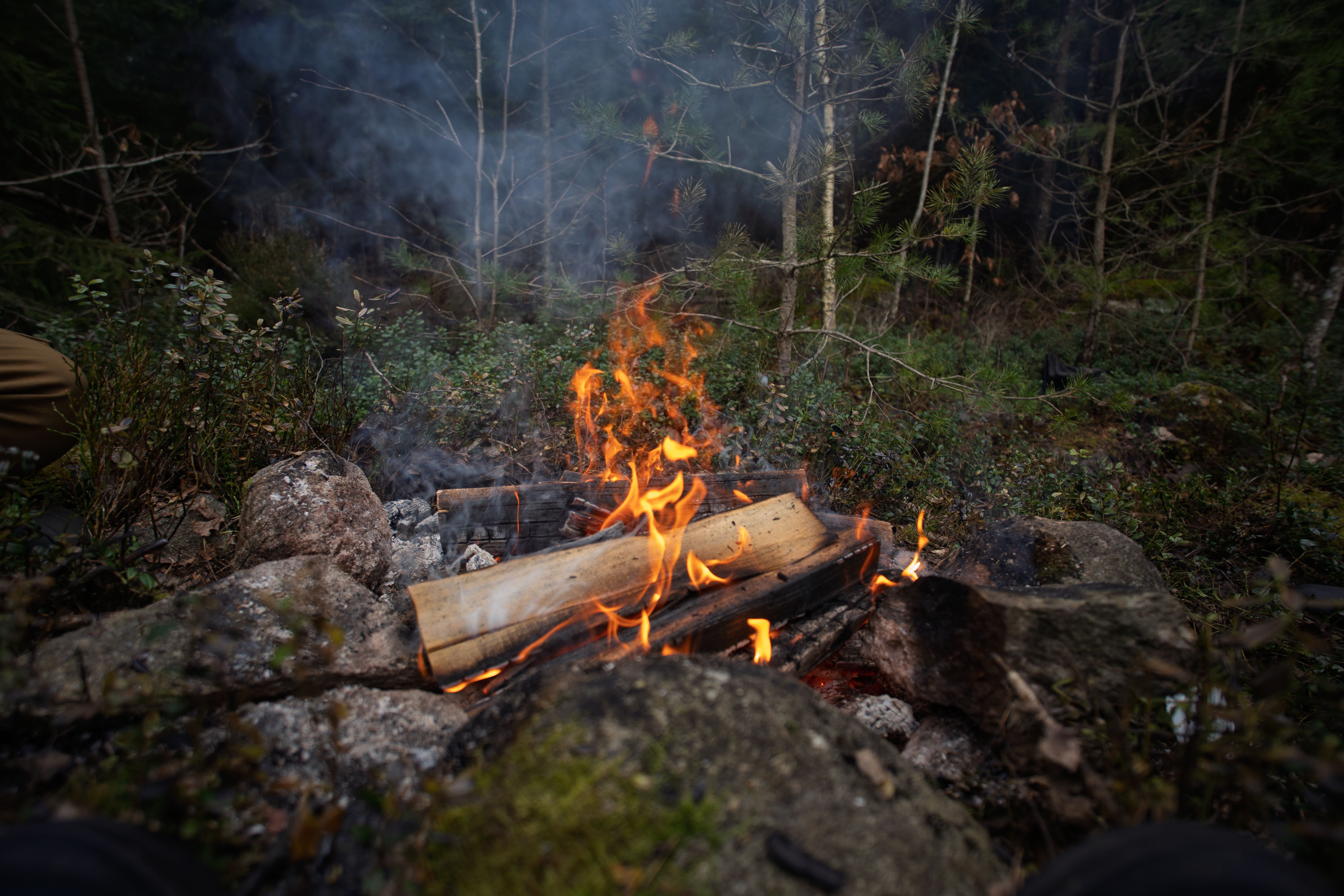 Warm Campfire in a Lush Forest Setting · Free Stock Photo