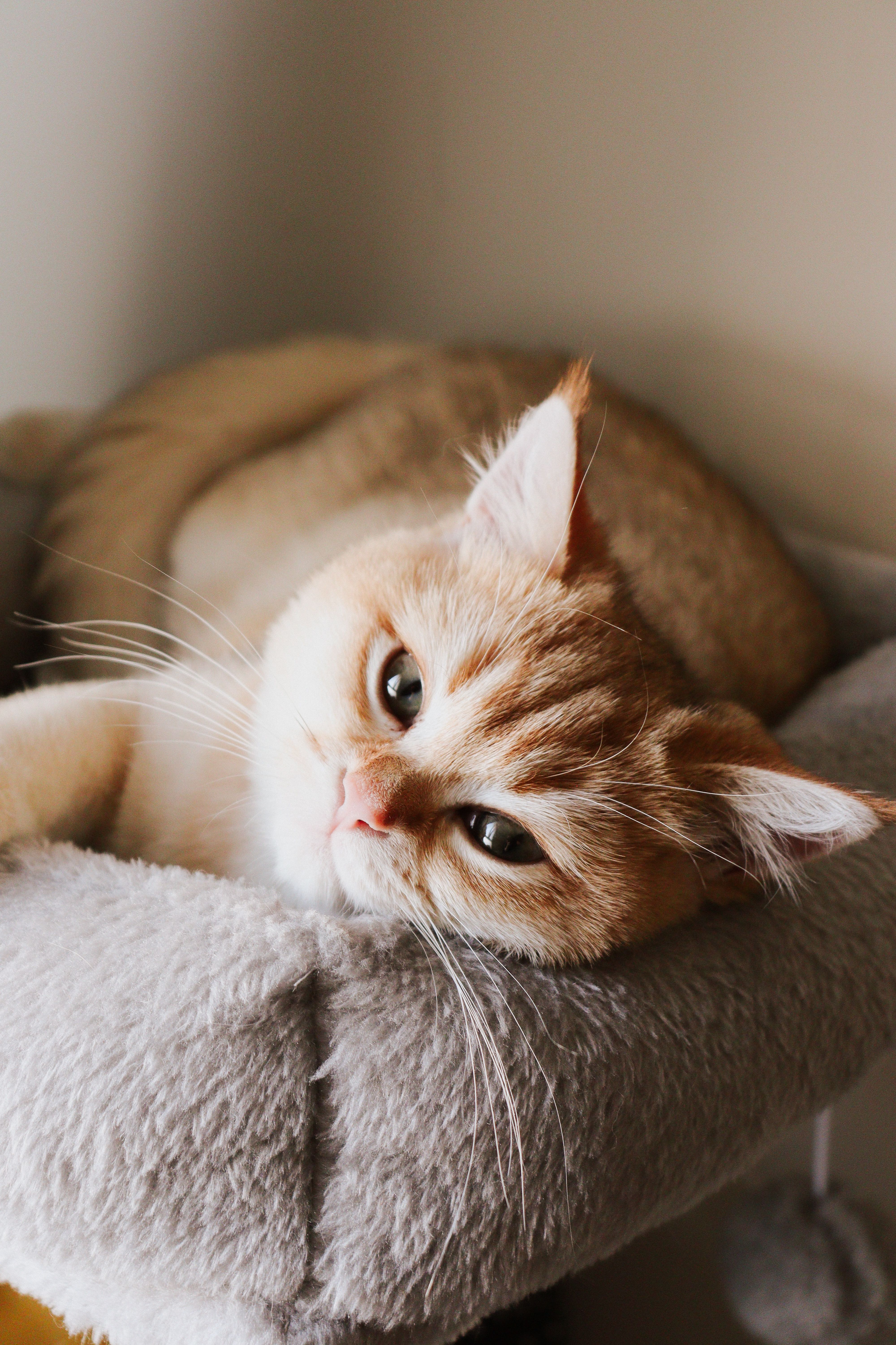 Cat Pfp Photos, Download The BEST Free Cat Pfp Stock Photos & HD Images