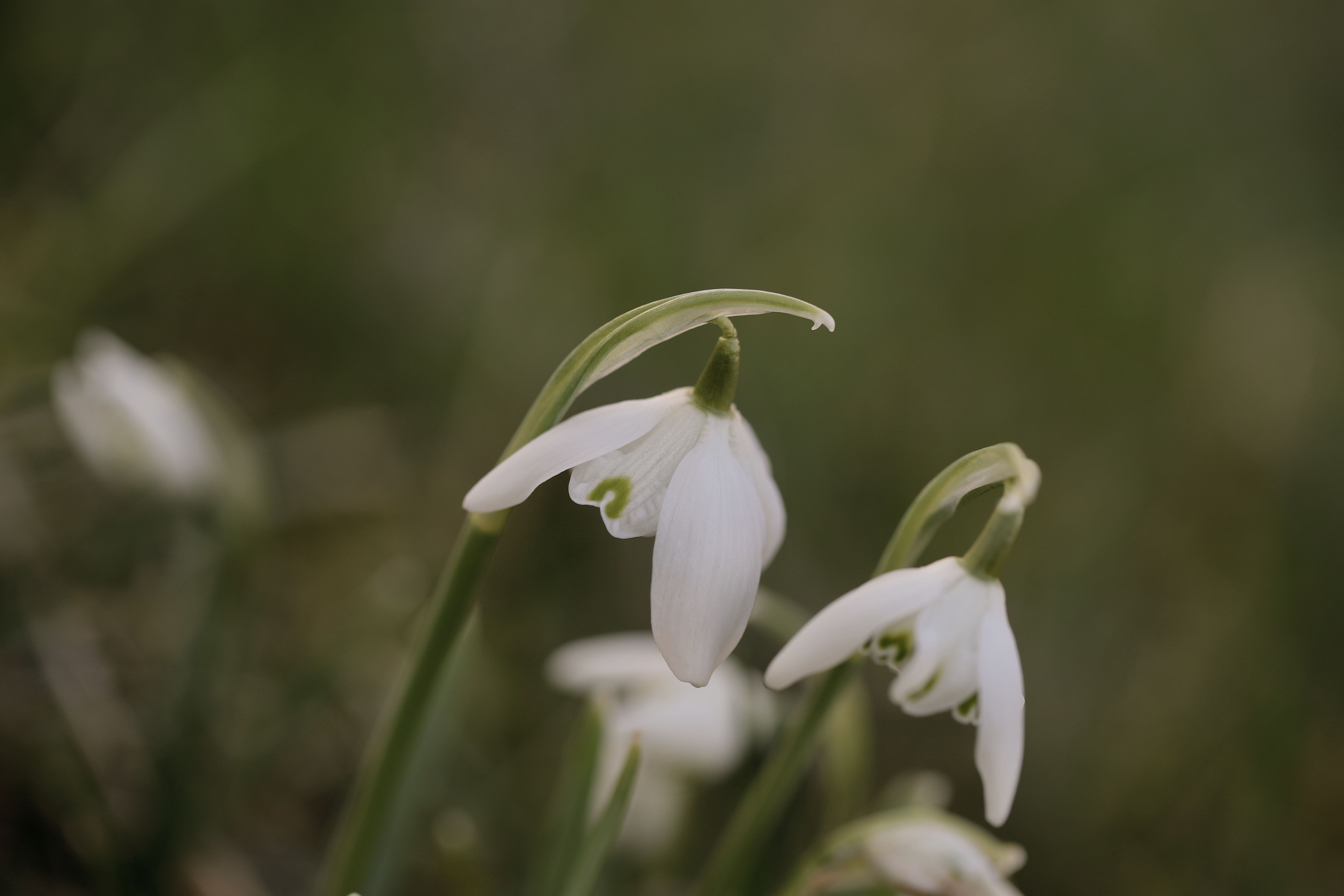 Close-up of Snowdrop Flowers in Spring Meadow · Free Stock Photo