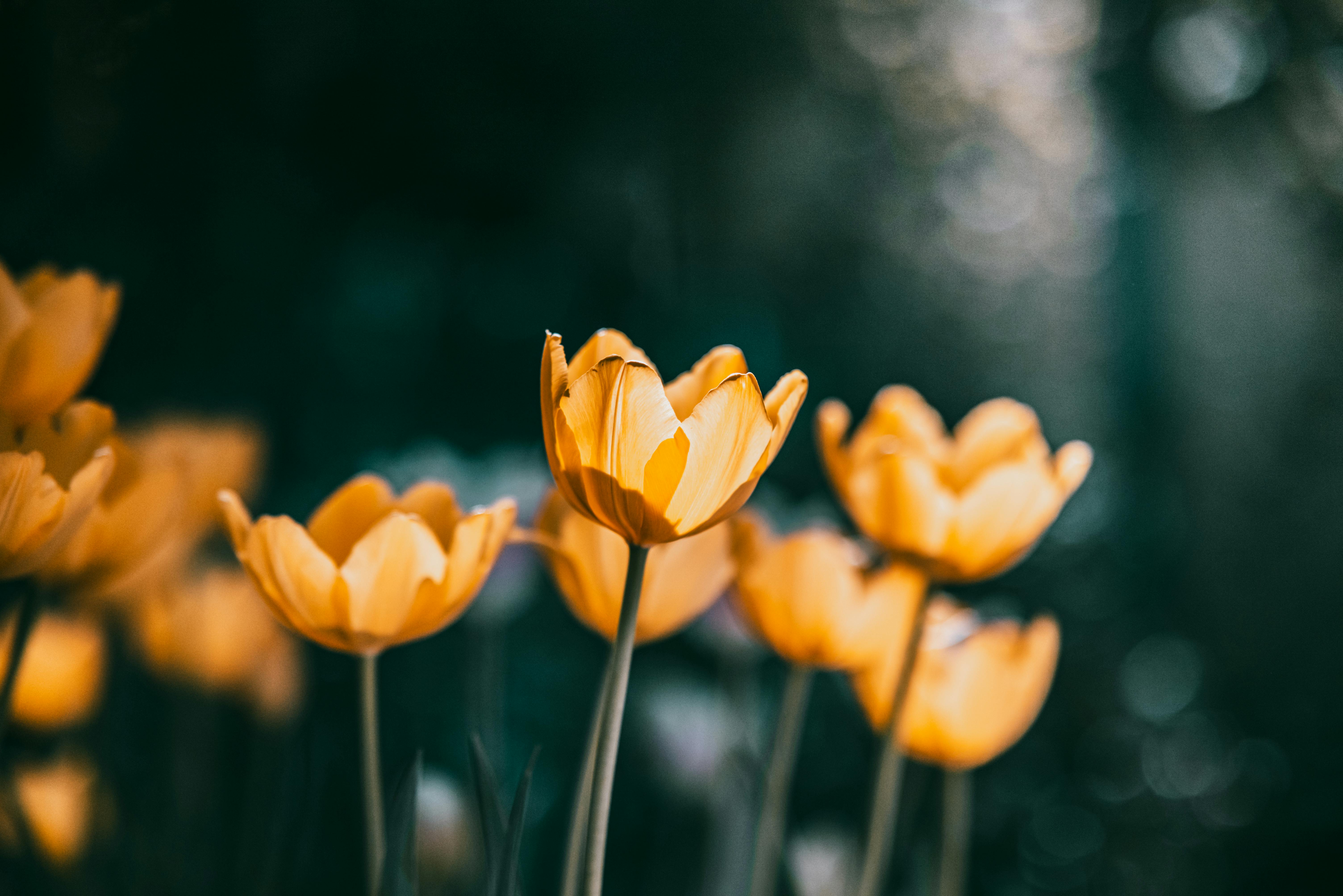 Flower Portrait Photos, Download The BEST Free Flower Portrait Stock ...