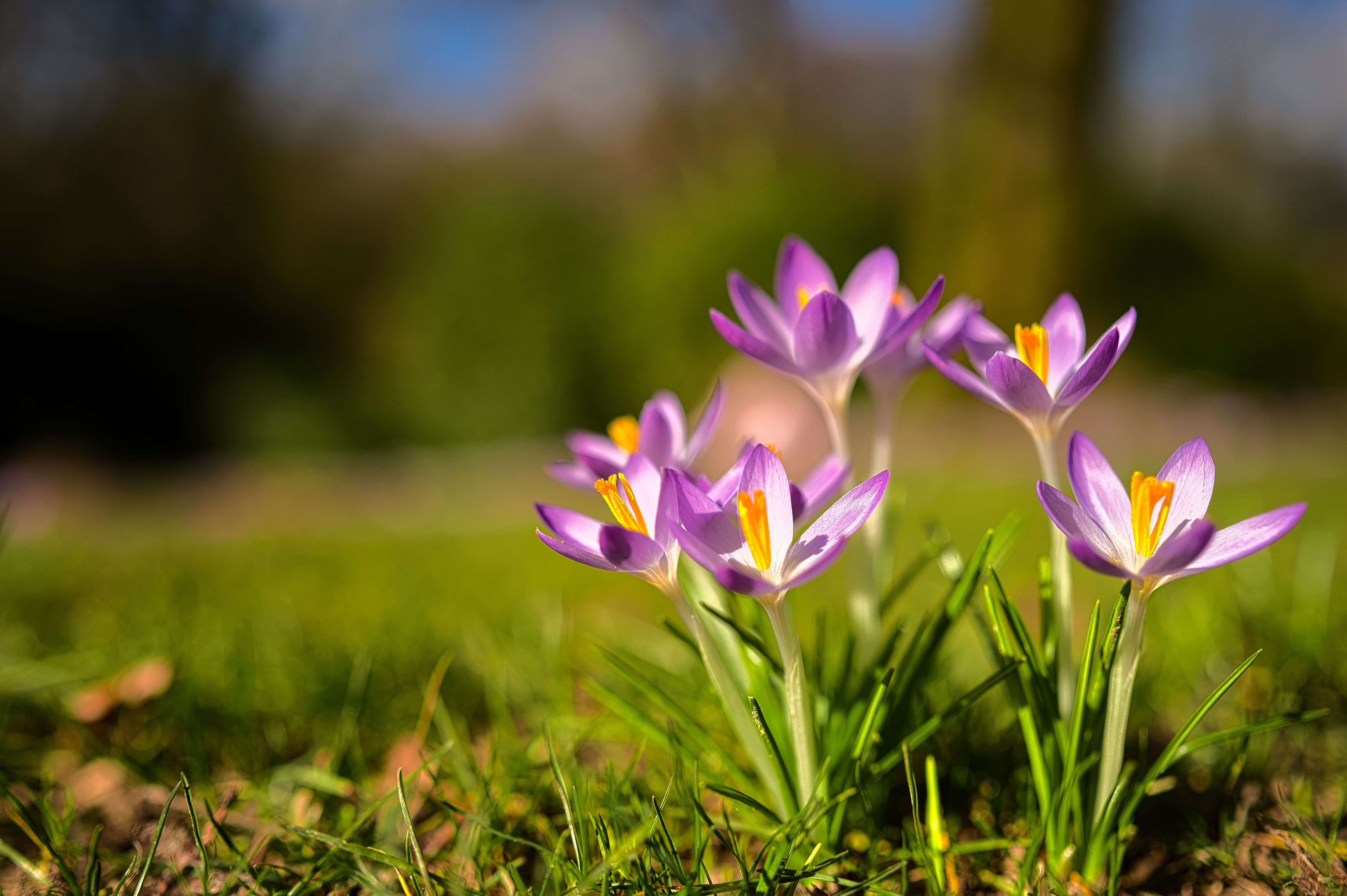 Vibrant Spring Crocuses in Sunlit Garden · Free Stock Photo