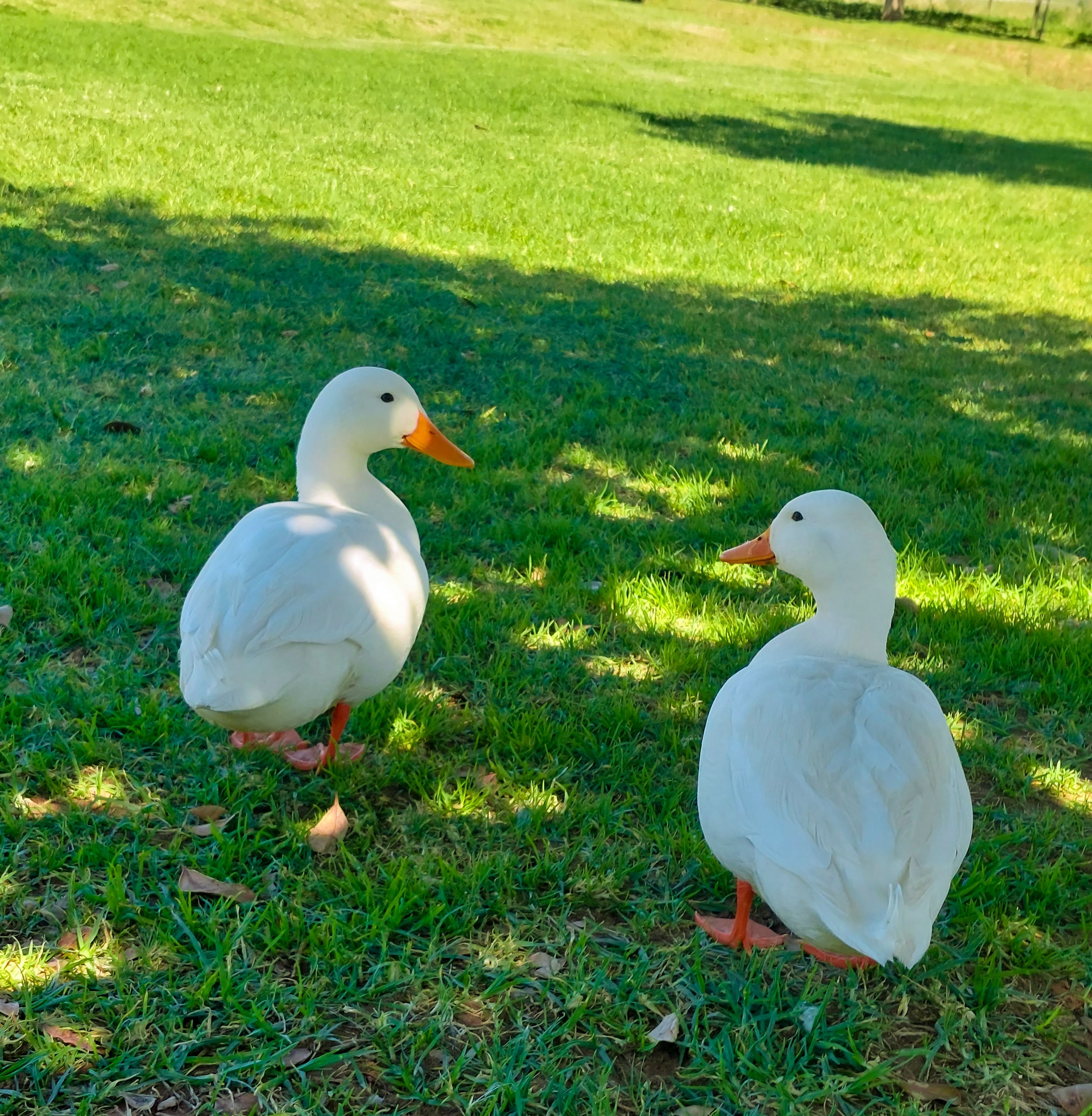Pair of White Ducks on a Sunny Lawn · Free Stock Photo