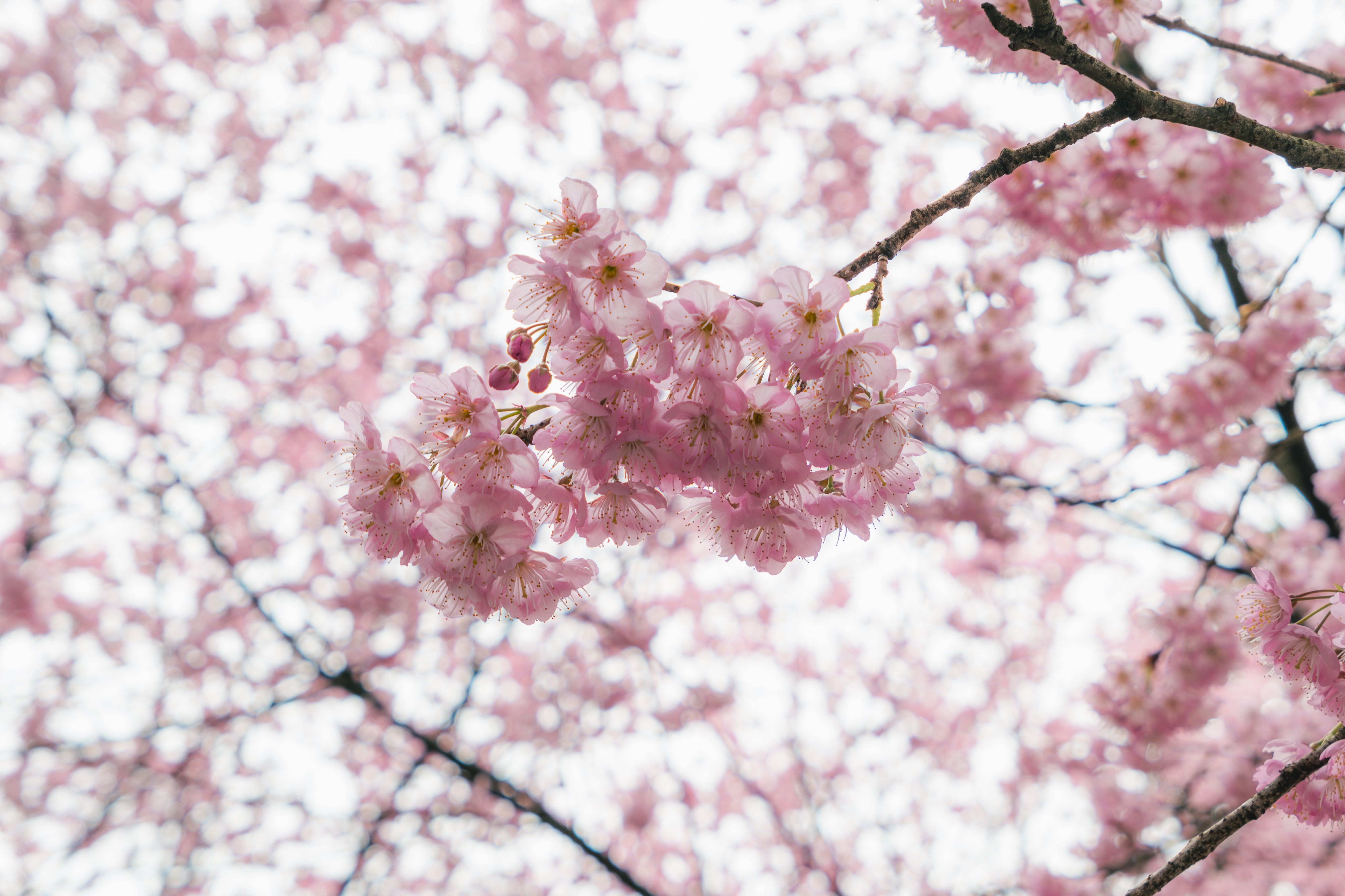Beautiful Spring Cherry Blossoms in Bloom · Free Stock Photo