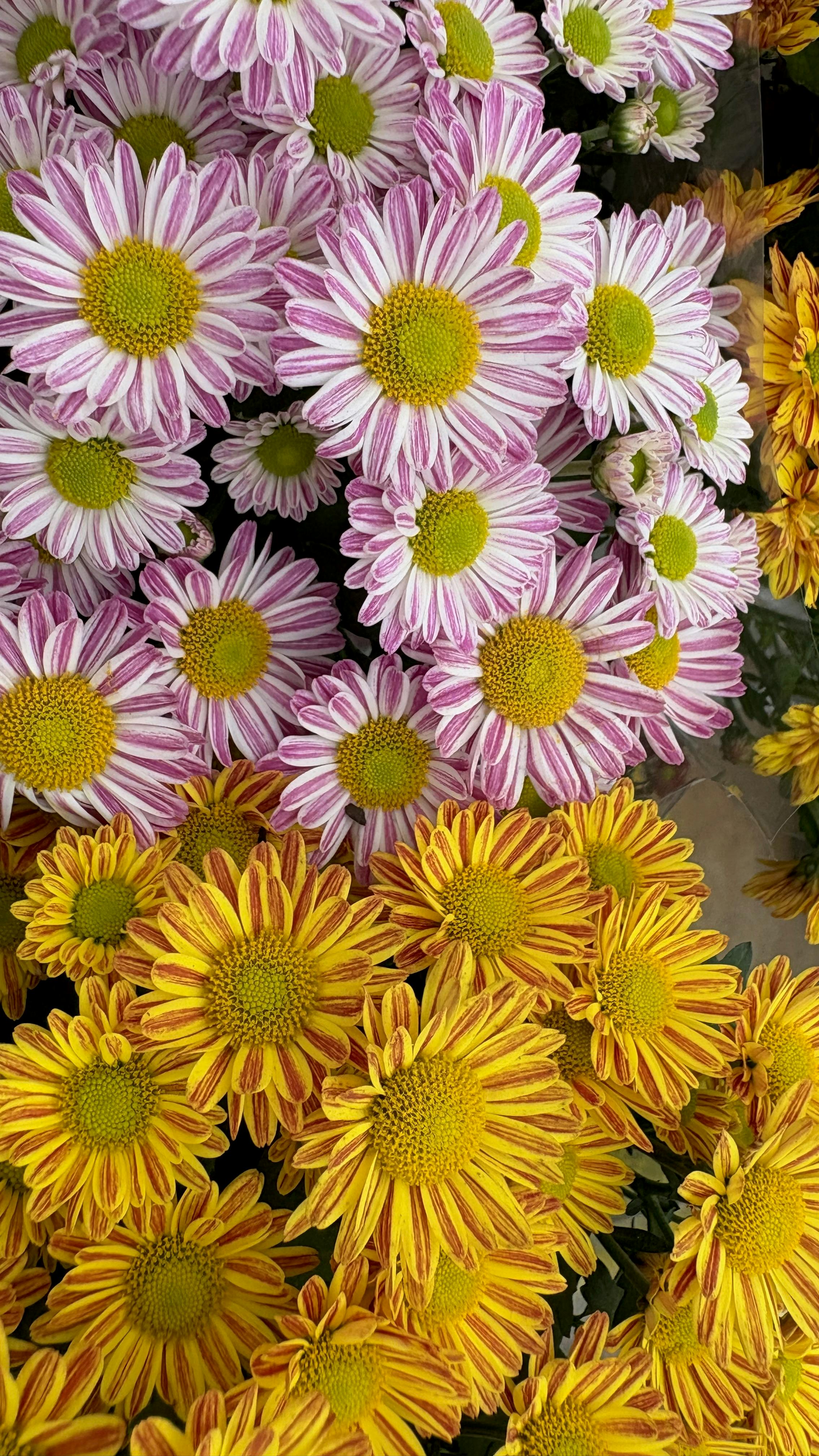 Imagine de stoc gratuită cu @în aer liber, a închide, afișare de flori ...