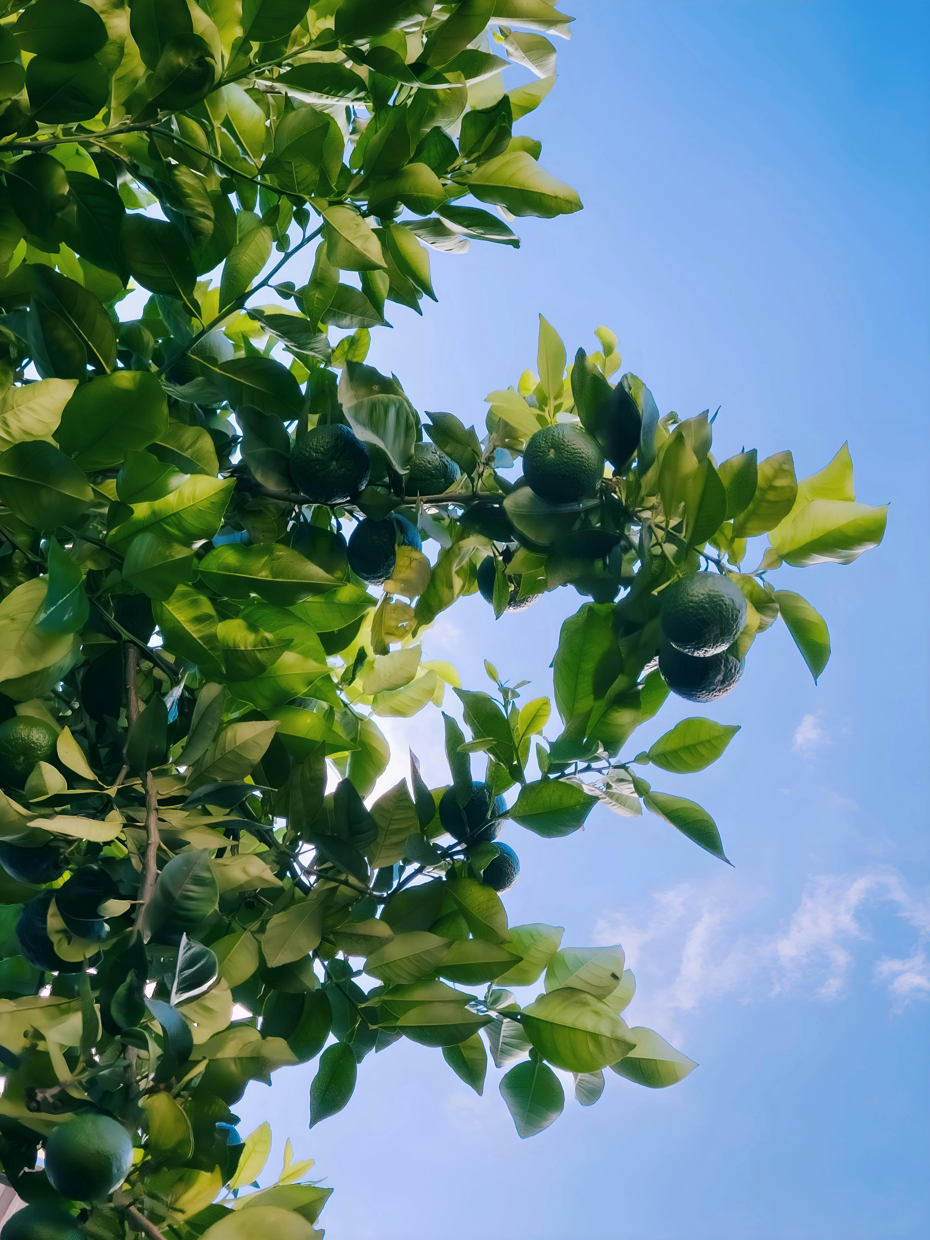 Limon Tree Photos, Download The BEST Free Limon Tree Stock Photos & HD ...