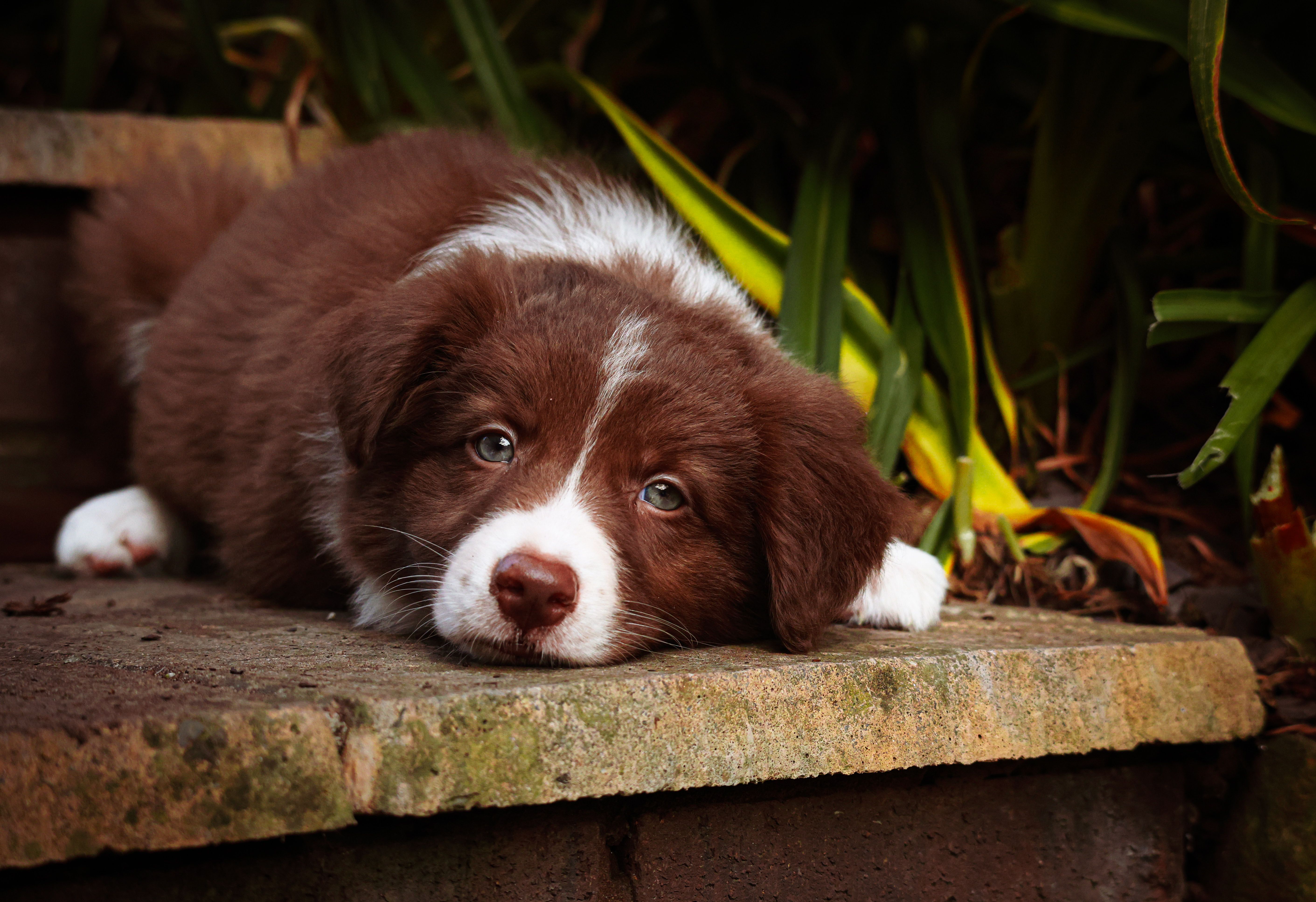Adorable Border Collie Puppy Outdoors in Bromsgrove · Free Stock Photo