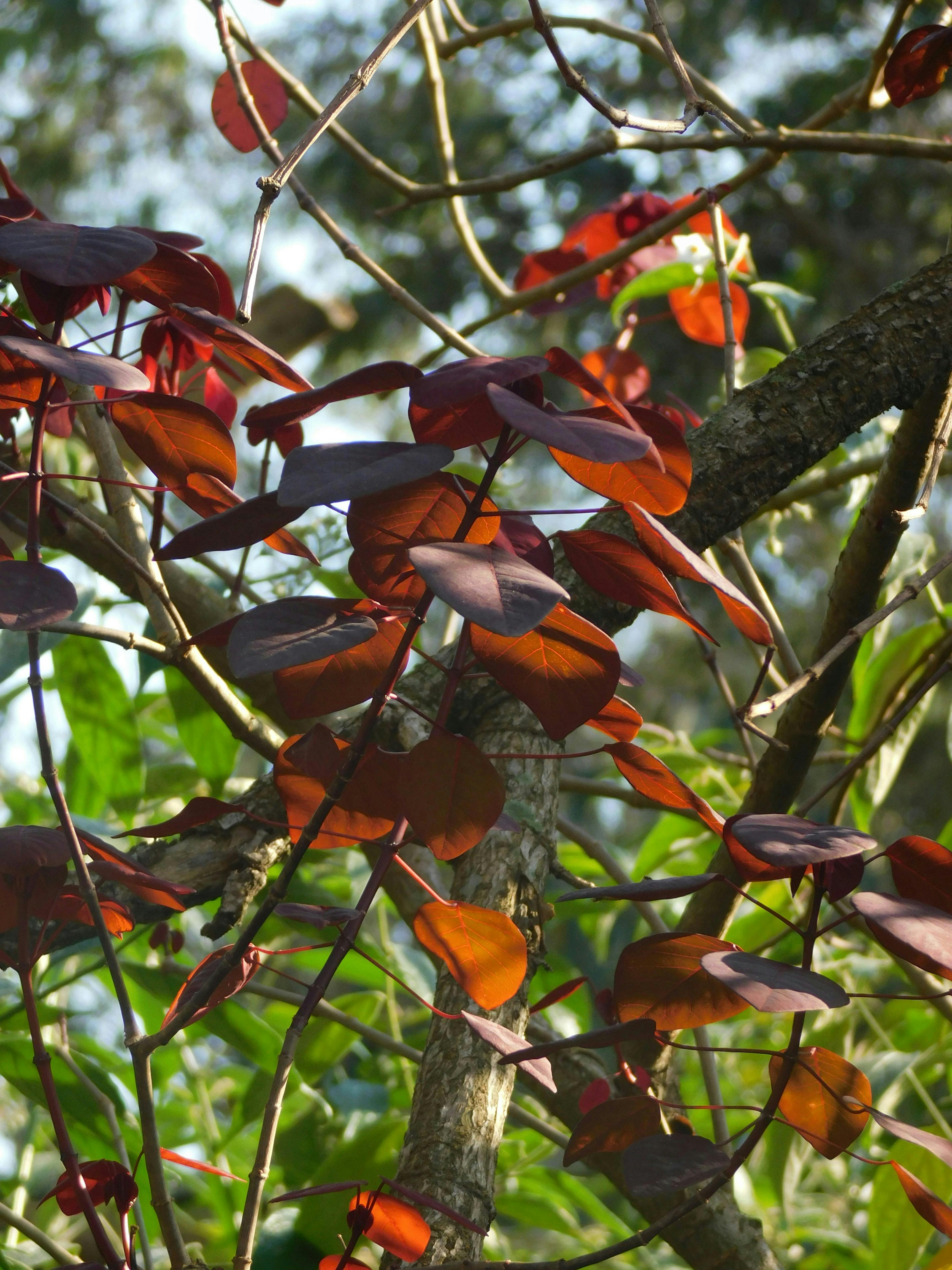 Vibrant Red Leaves in Santana de Parnaíba · Free Stock Photo