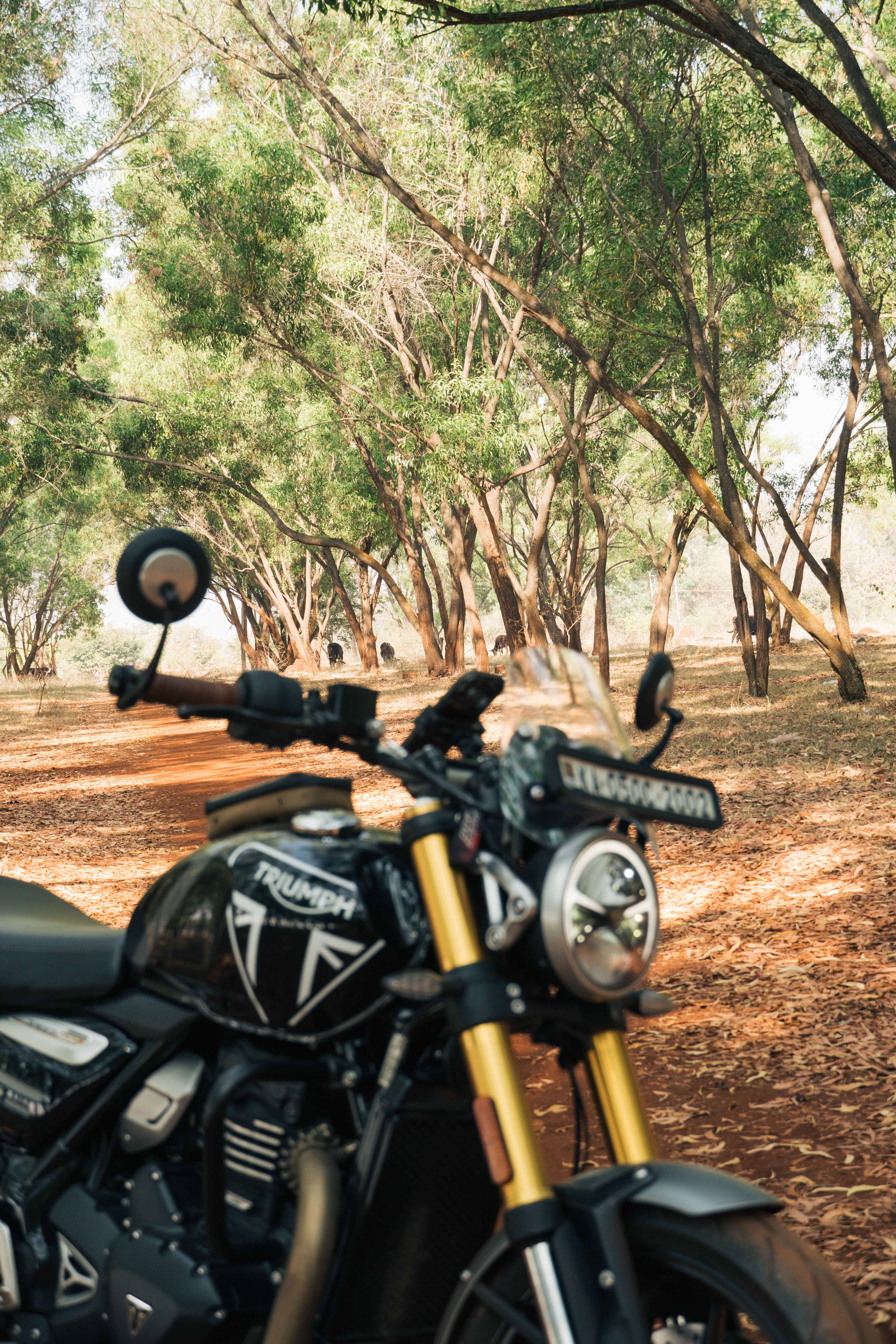 Triumph Motorcycle on Forest Trail in Bengaluru · Free Stock Photo