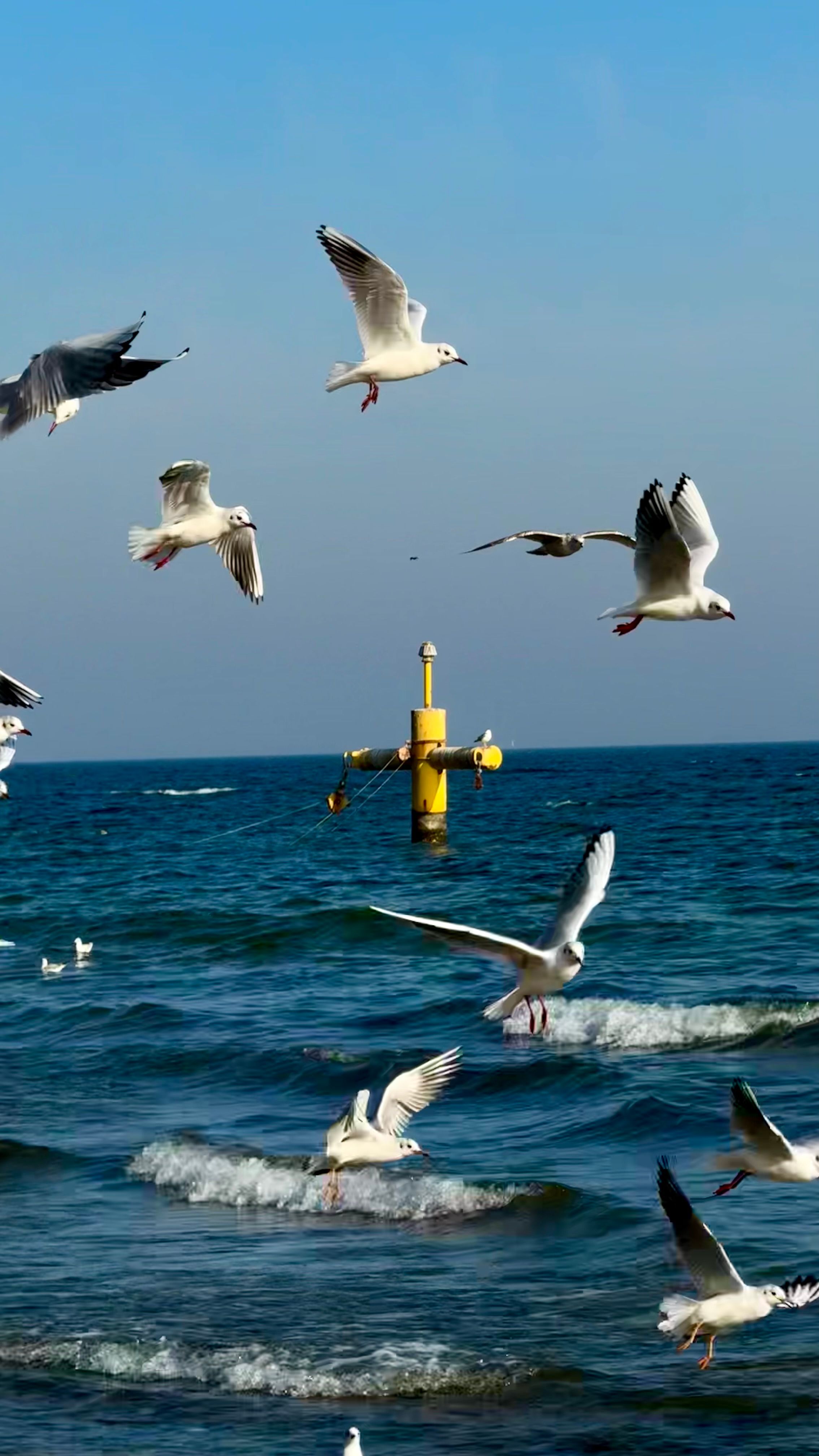 Ocean Seabirds Photos, Download The BEST Free Ocean Seabirds Stock ...