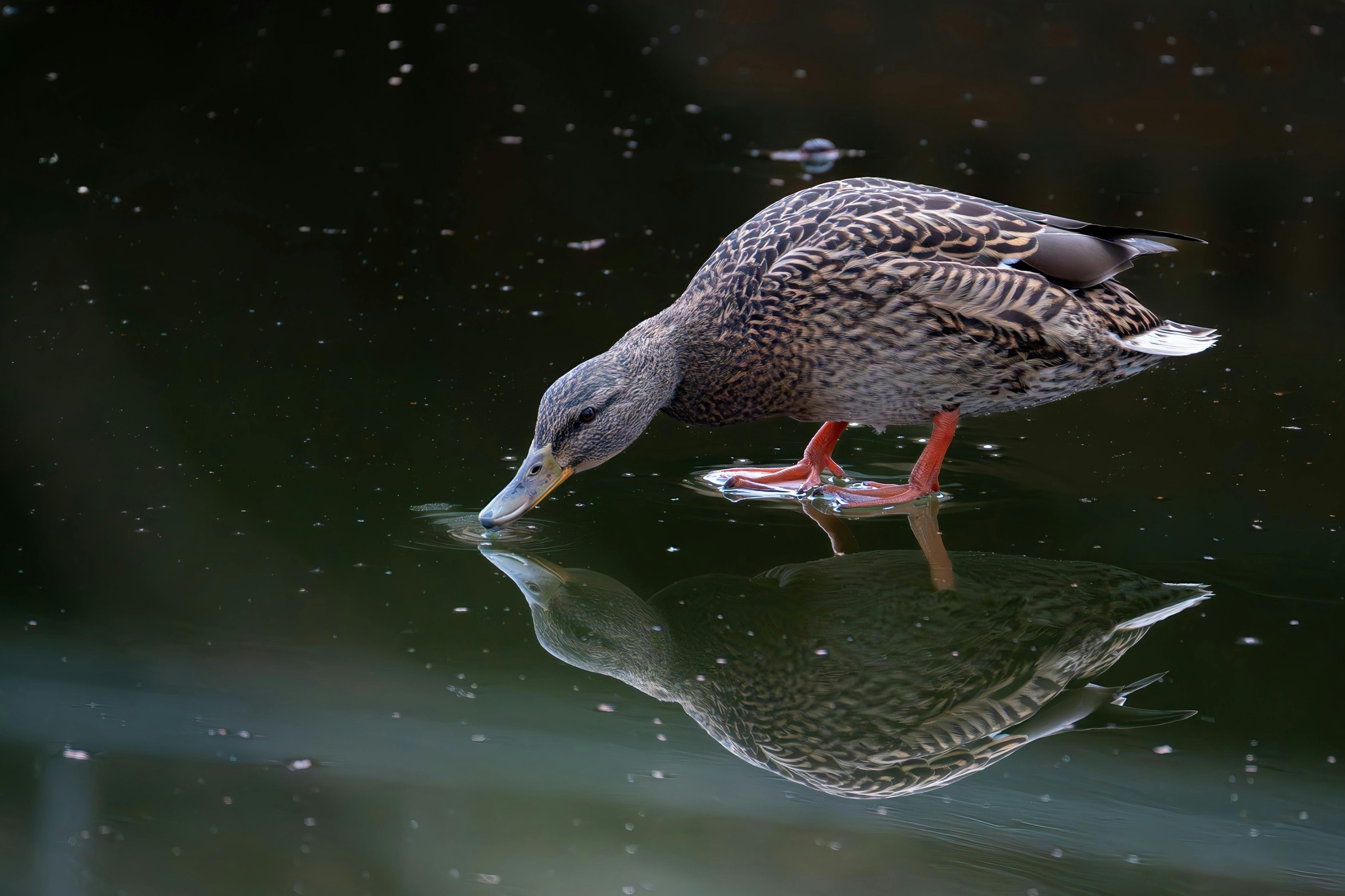 Mallard Duck Foraging on a Reflective Pond Surface · Free Stock Photo