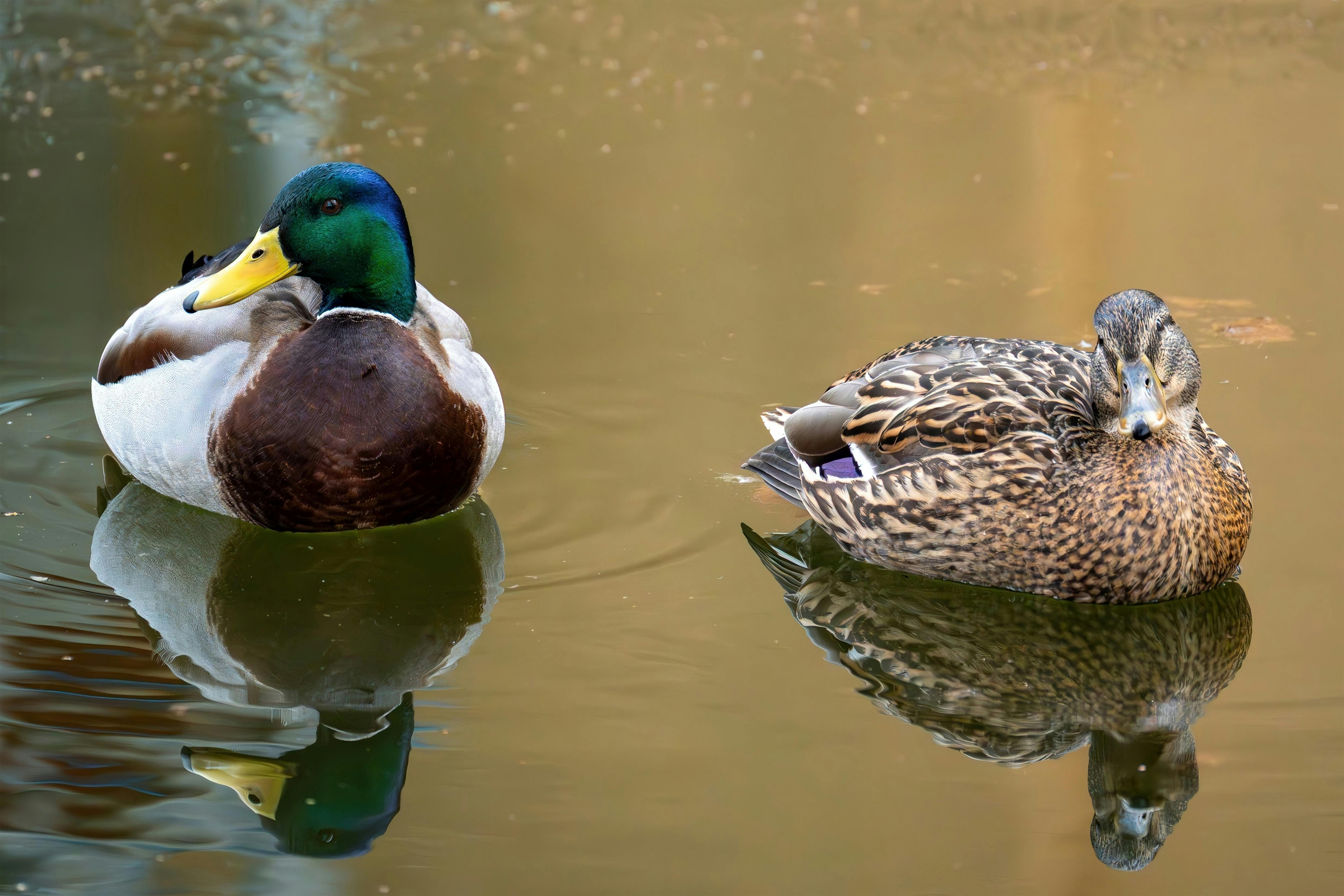 Pair of Mallard Ducks Floating on Calm Water · Free Stock Photo