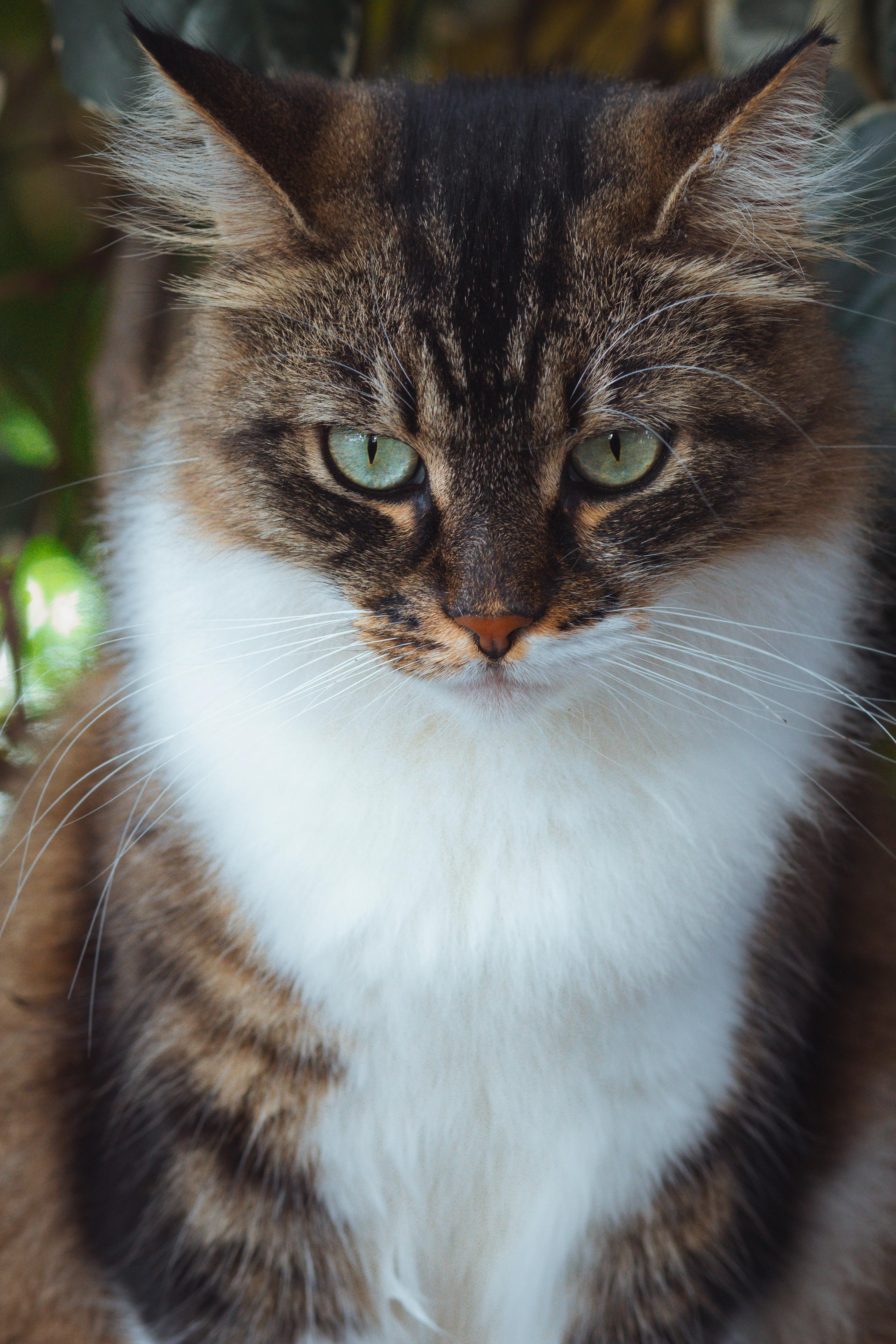 Close-Up Portrait of a Fluffy Tabby Cat · Free Stock Photo