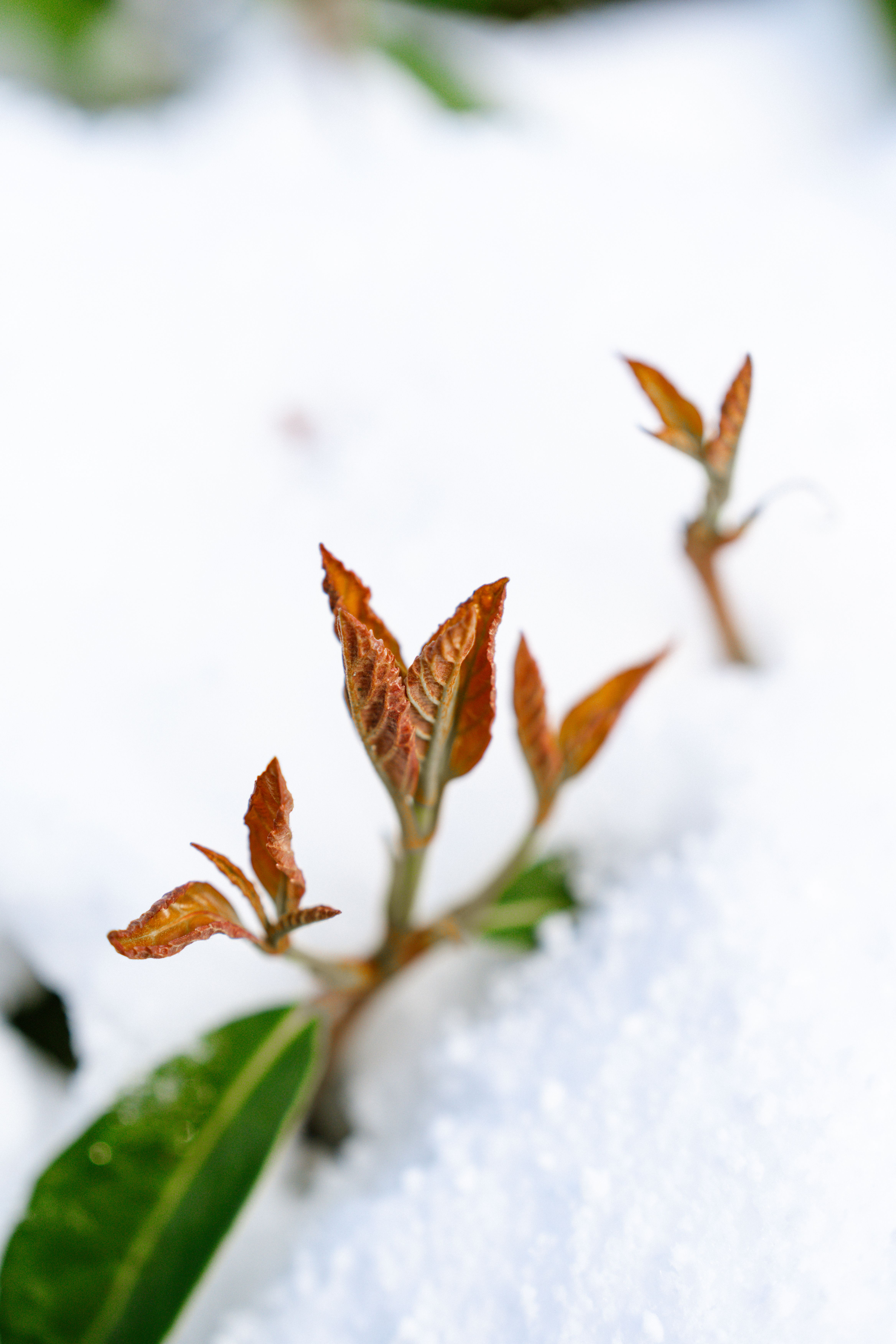 Rebirth In Nature Photos, Download The BEST Free Rebirth In Nature ...