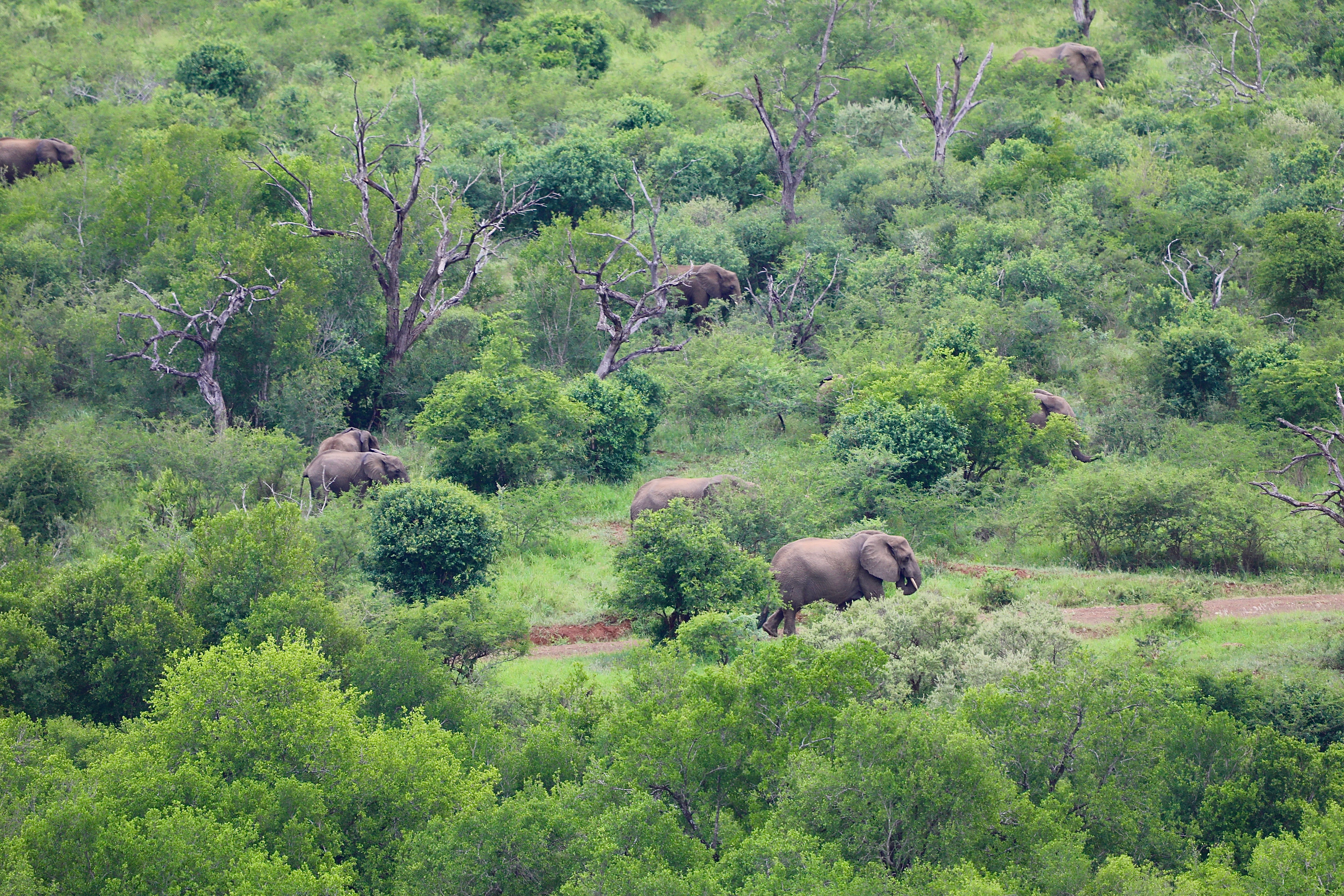 Majestic African elephants in lush green savannah · Free Stock Photo