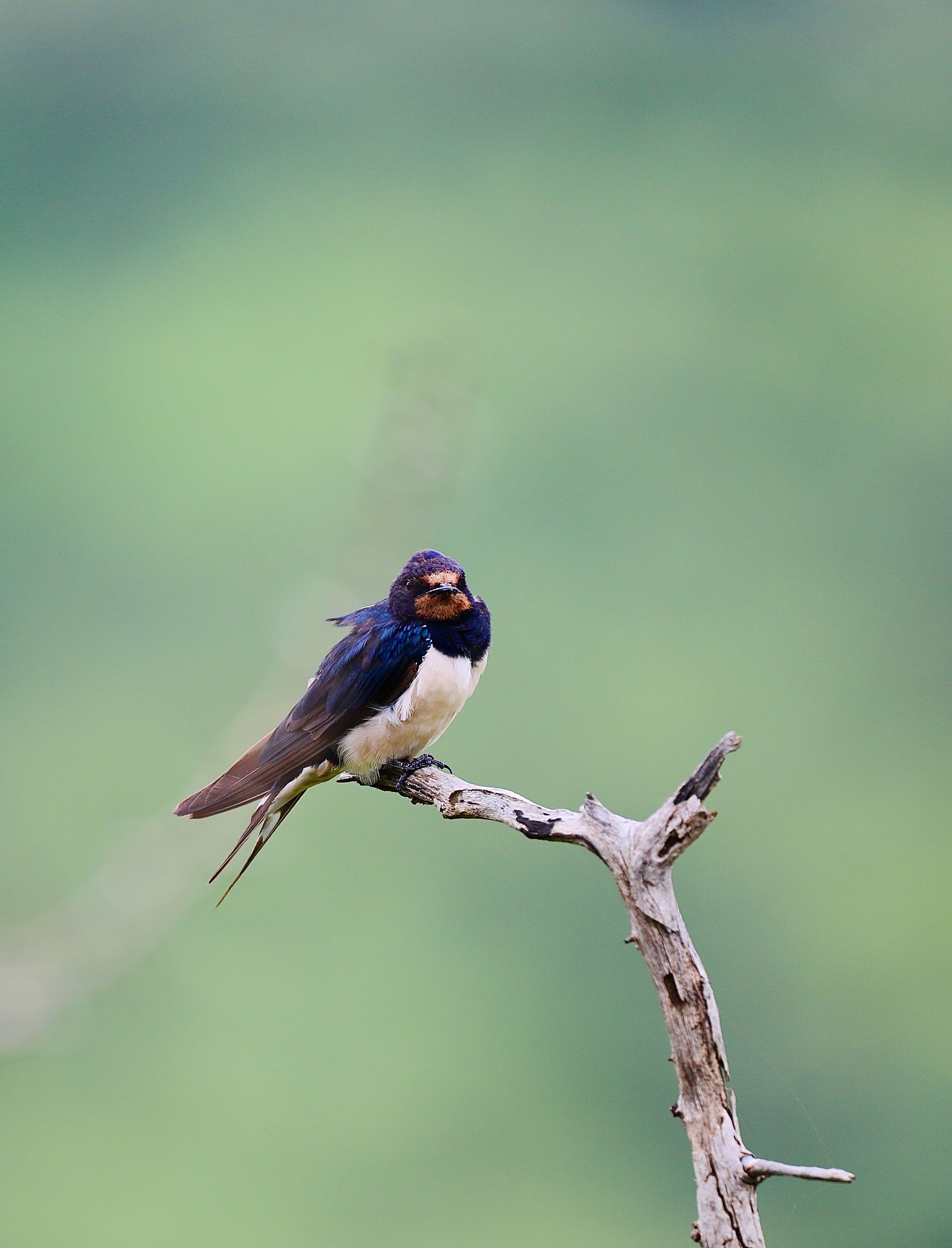 Flying Barn Swallow · Free Stock Photo