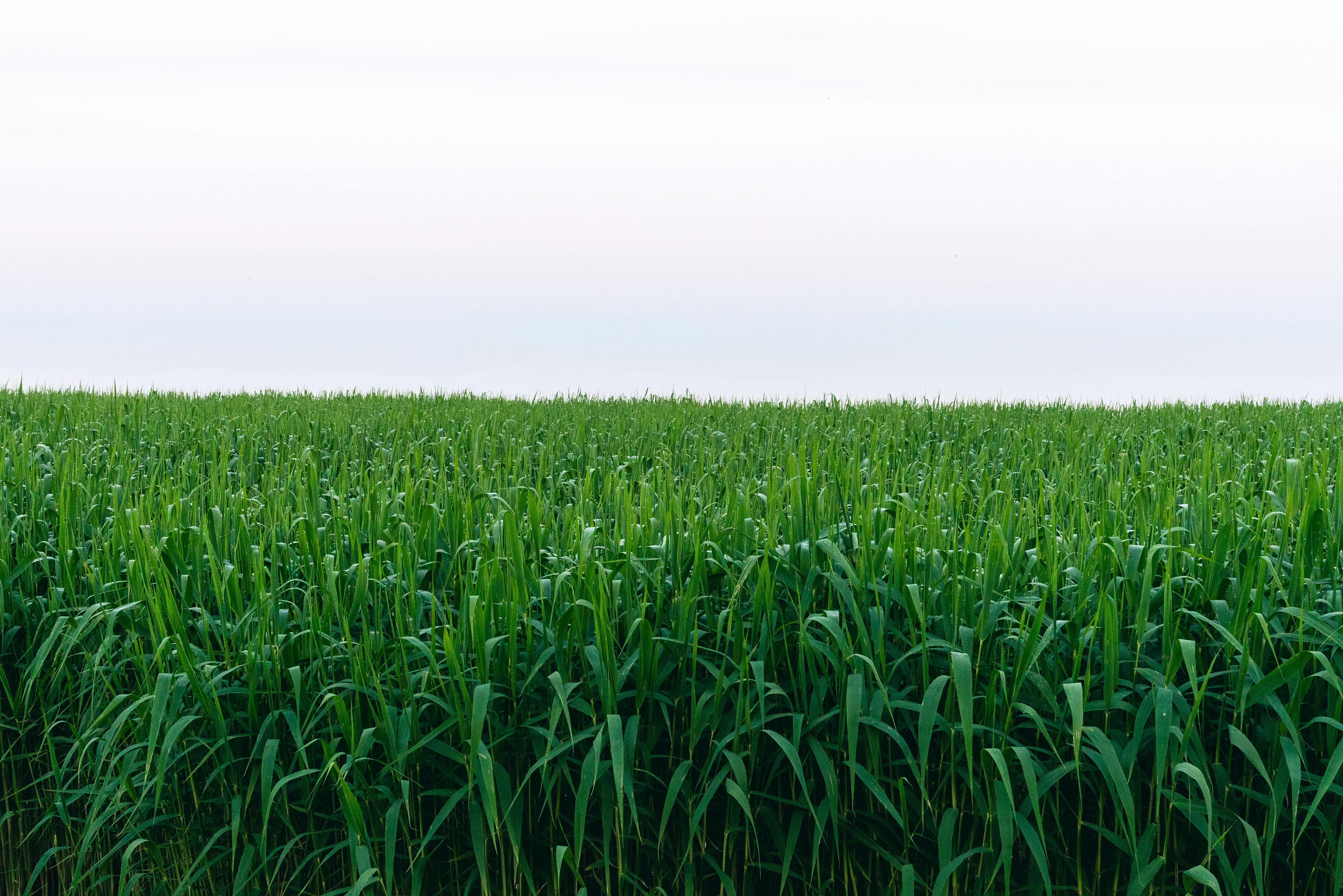 Lush Green Reed Field Under a Clear Sky · Free Stock Photo