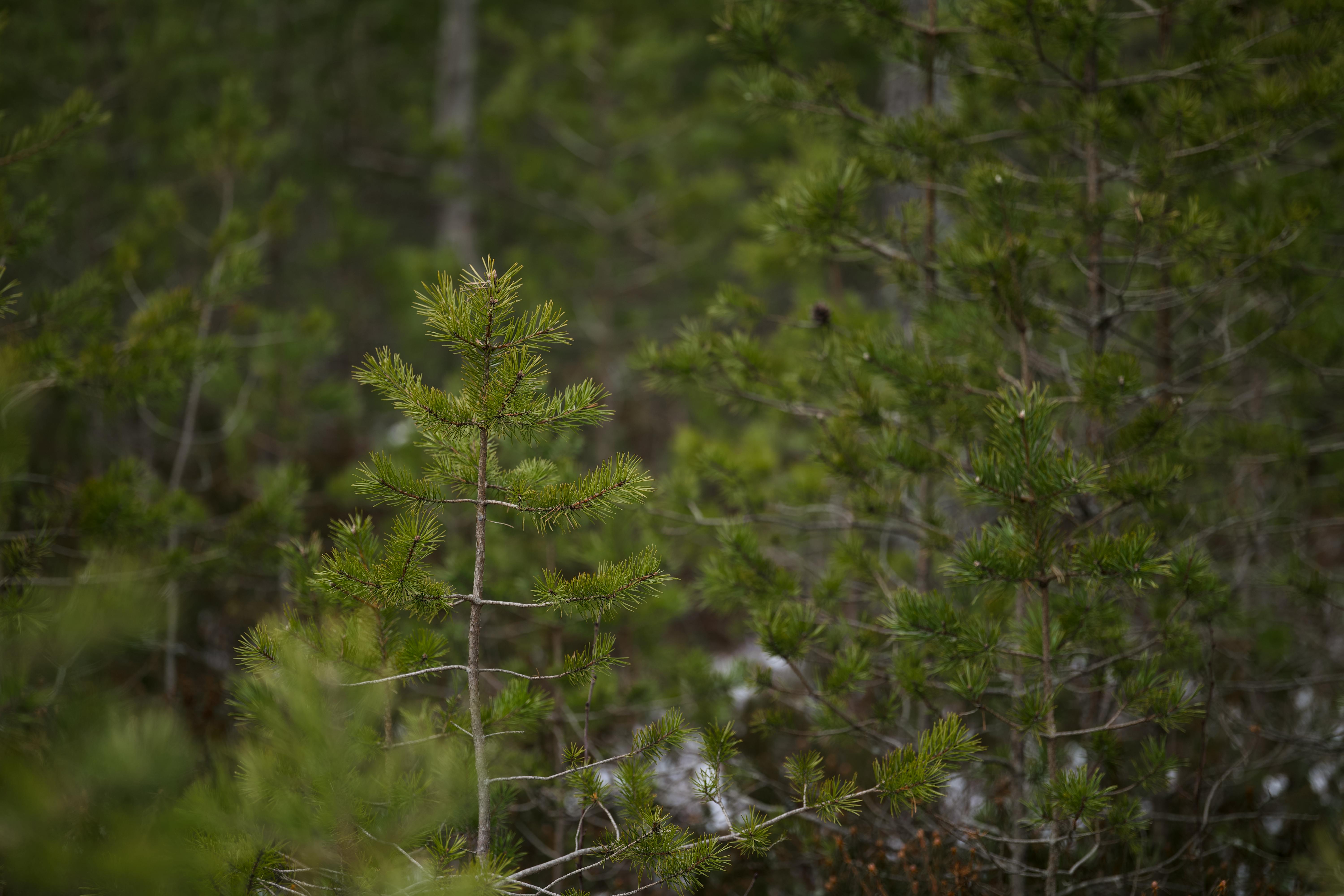 Tranquil Evergreen Forest with Young Pine Trees · Free Stock Photo