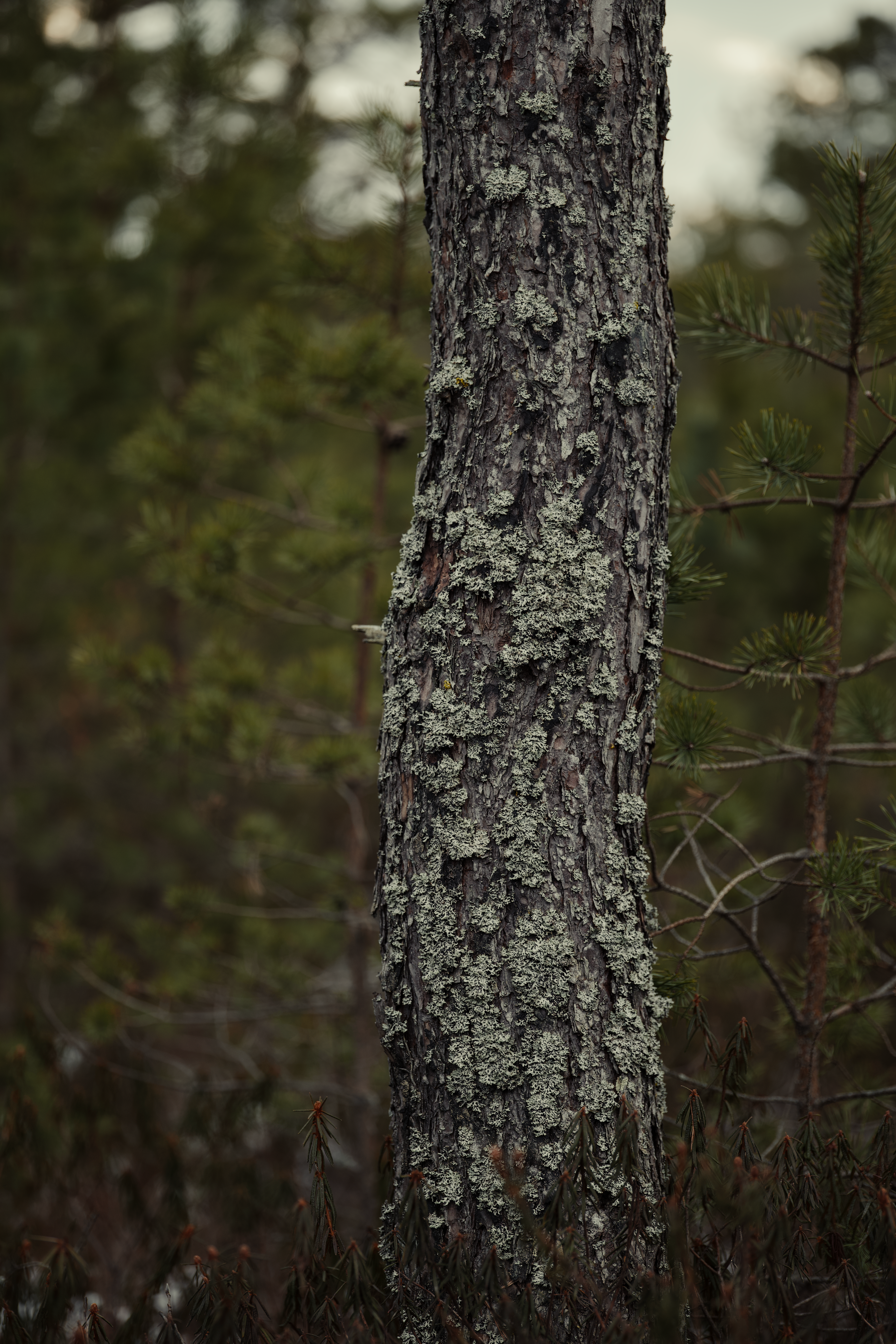 Lichen-Covered Pine Trunk in a Dense Forest · Free Stock Photo