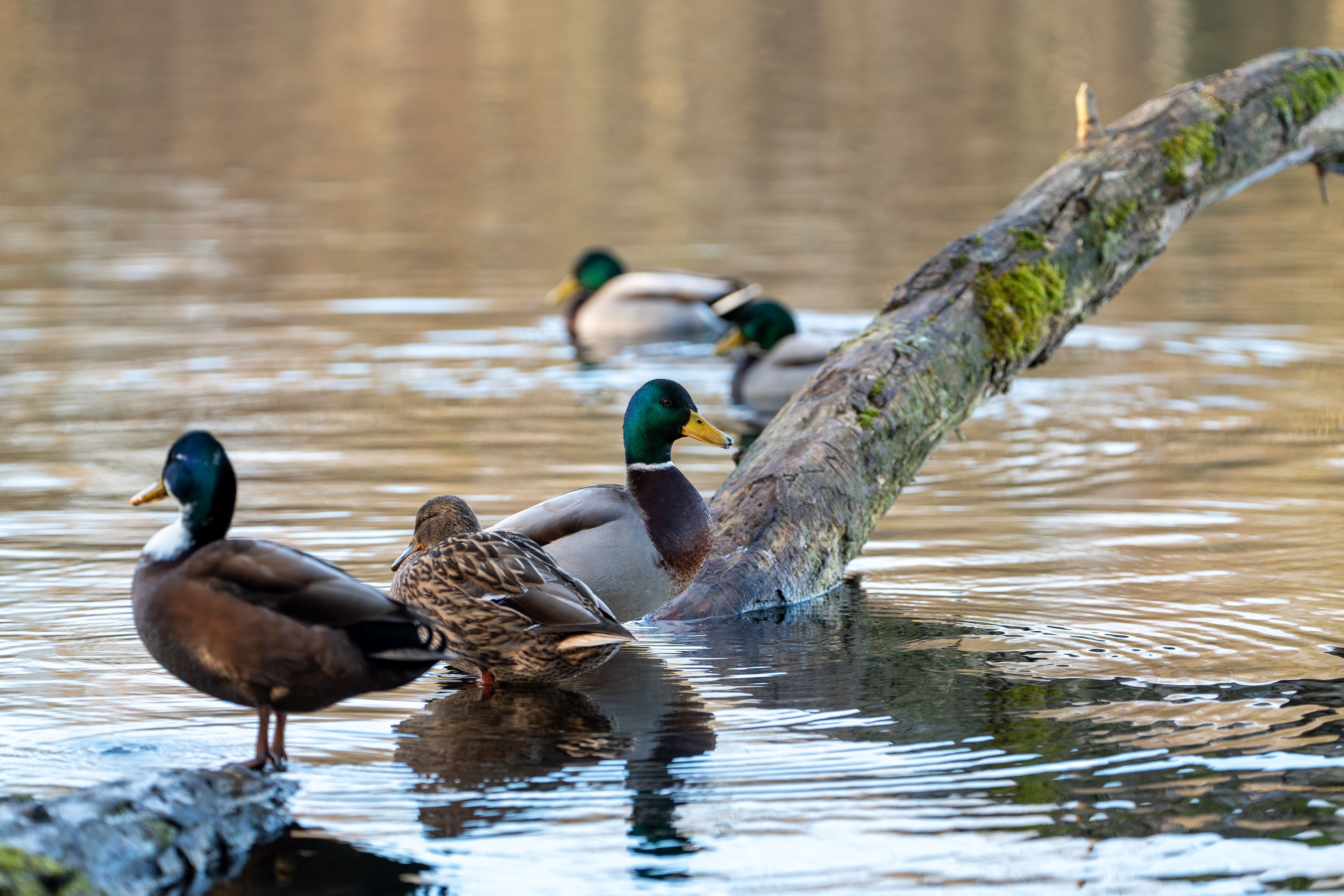 Serene Scene of Mallard Ducks on a Tranquil Lake · Free Stock Photo