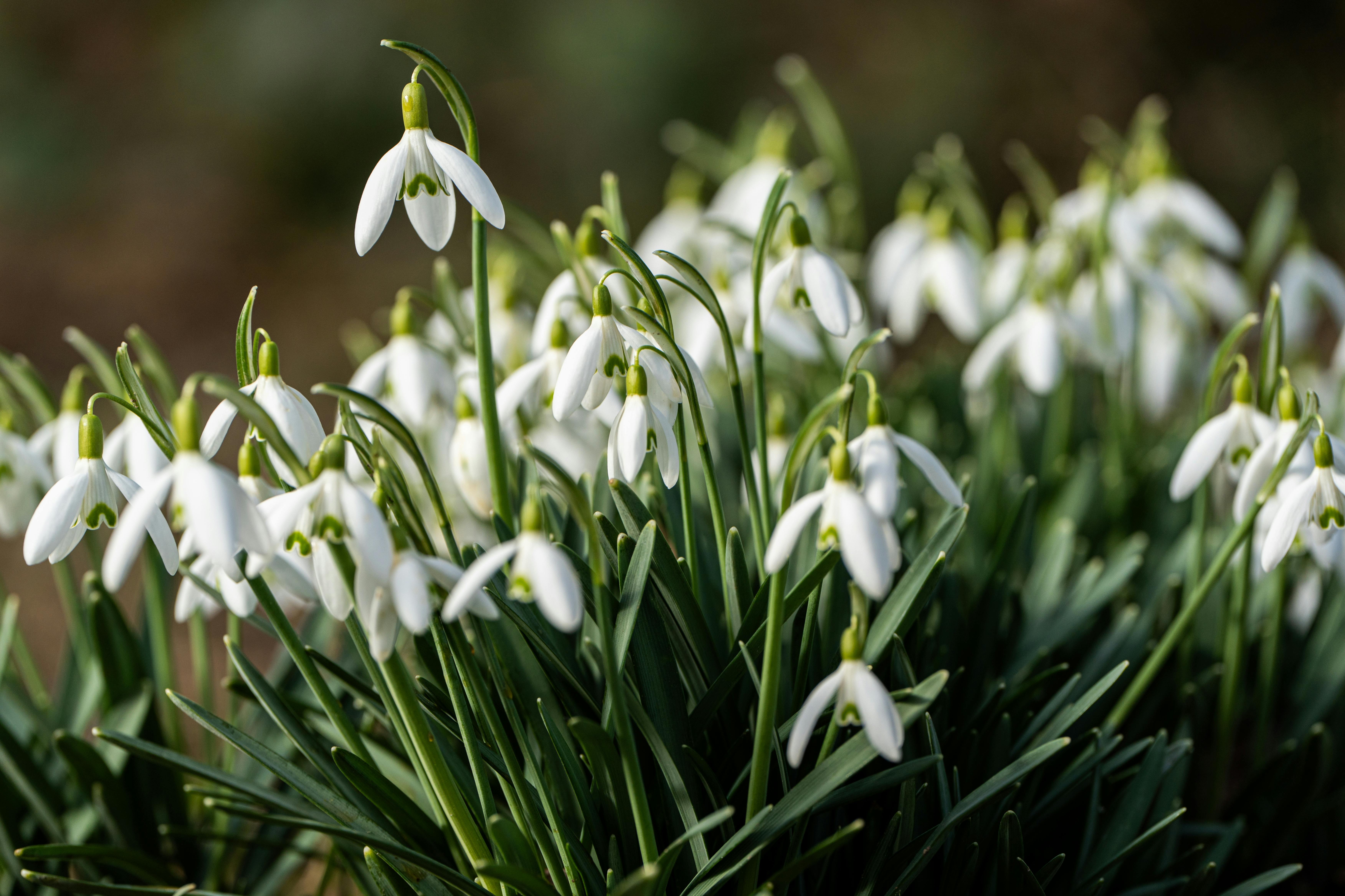 Close-up of Blooming Snowdrop Flowers in Spring · Free Stock Photo
