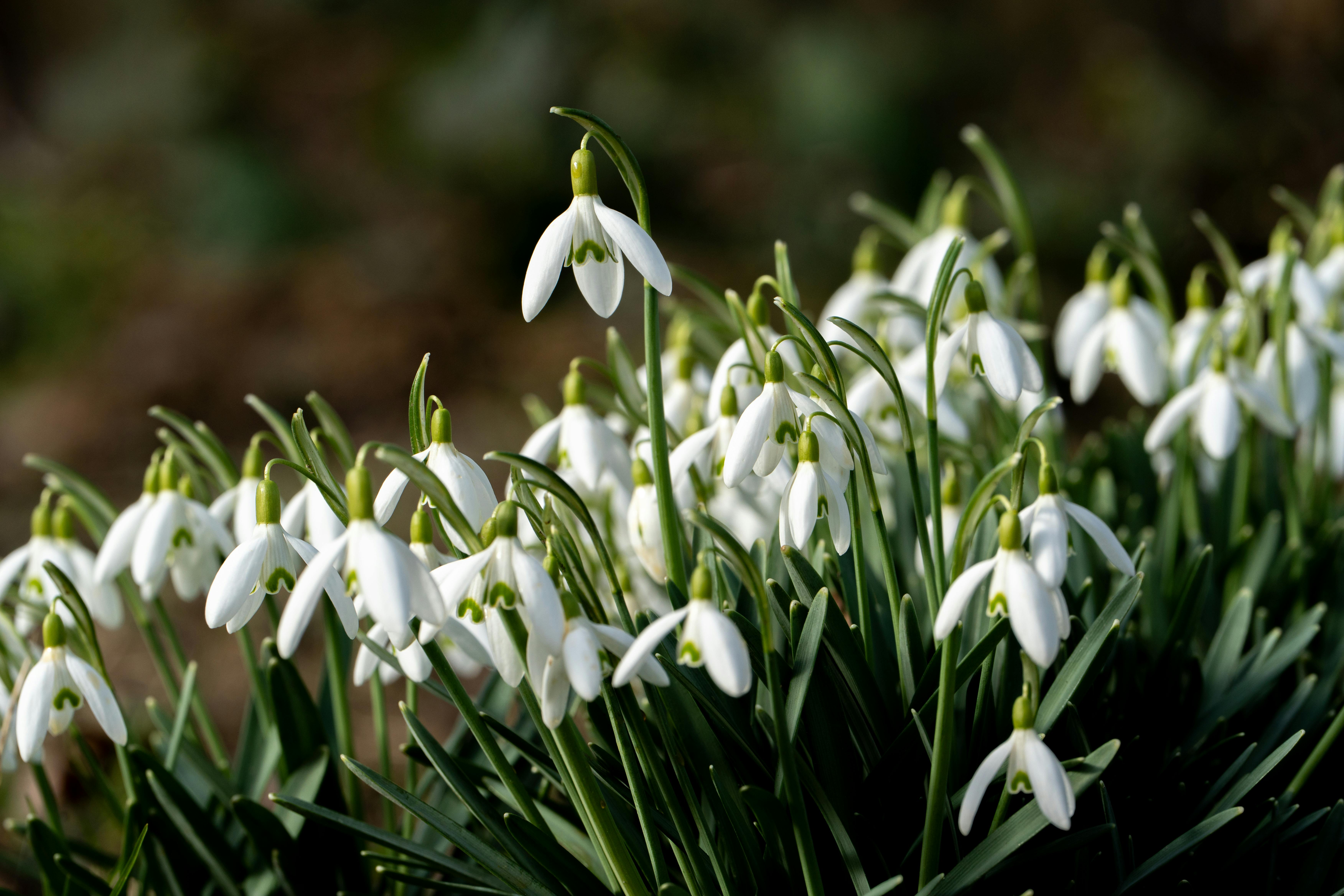 Close-up of Snowdrops in Bloom during Spring · Free Stock Photo