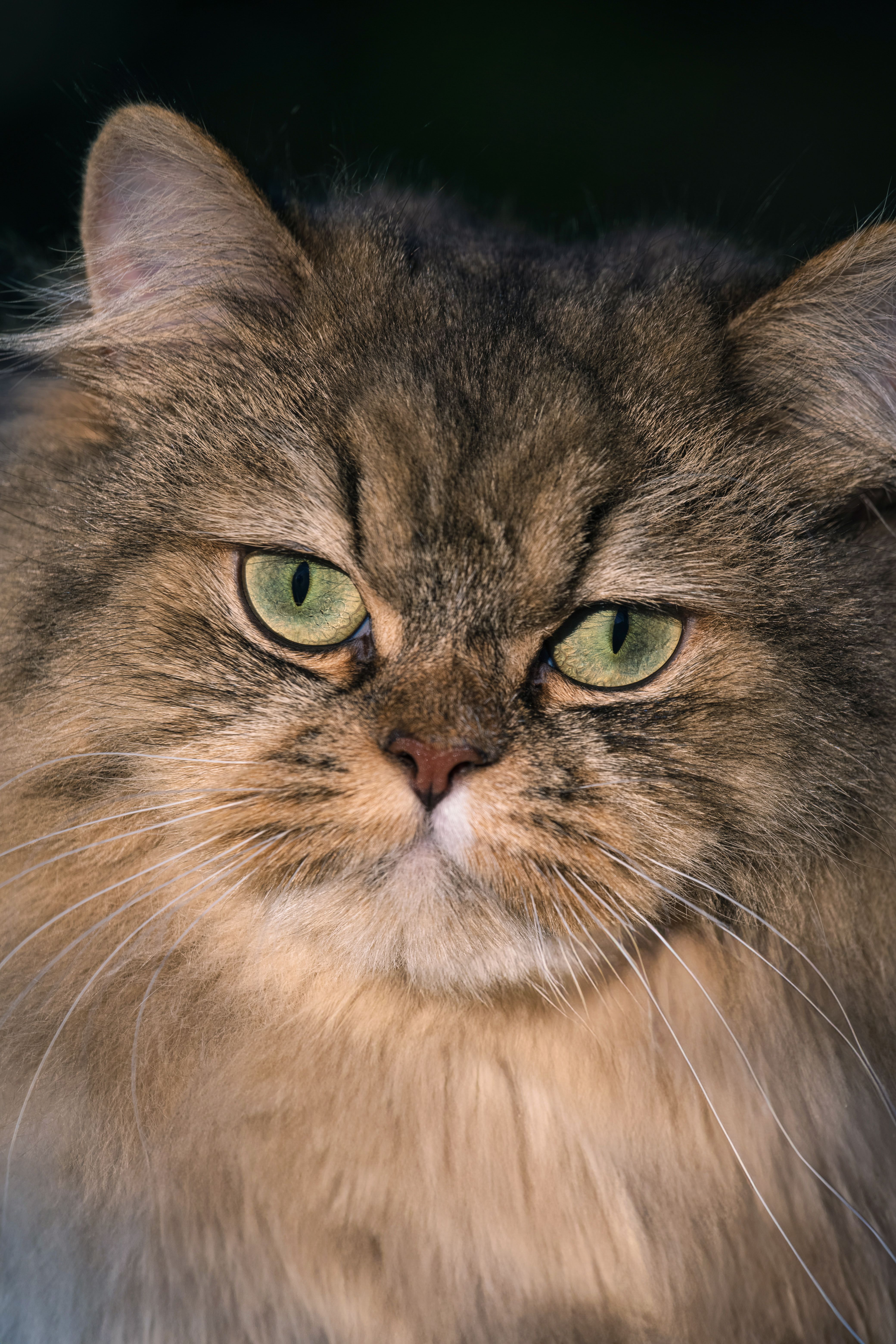 Mainecoon Cat Photos, Download The BEST Free Mainecoon Cat Stock Photos ...